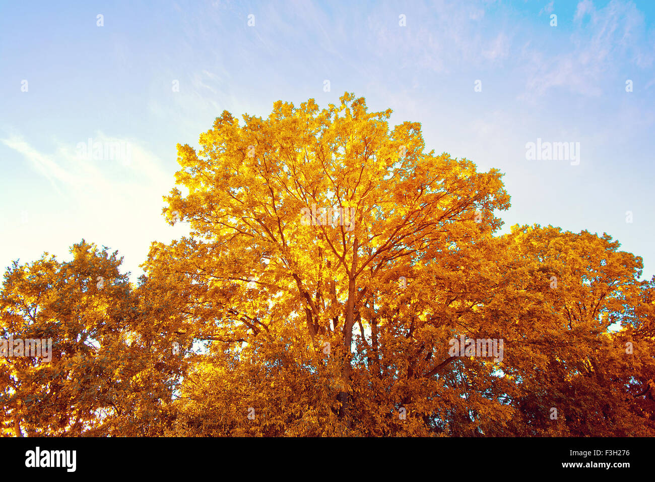 Gold in the forest hi-res stock photography and images - Alamy
