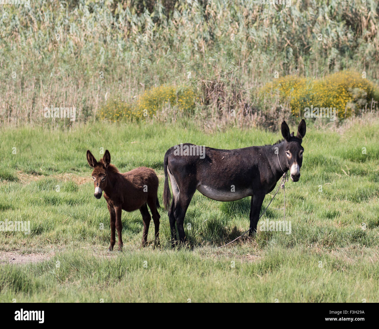 Donkey cyprus hi-res stock photography and images - Alamy