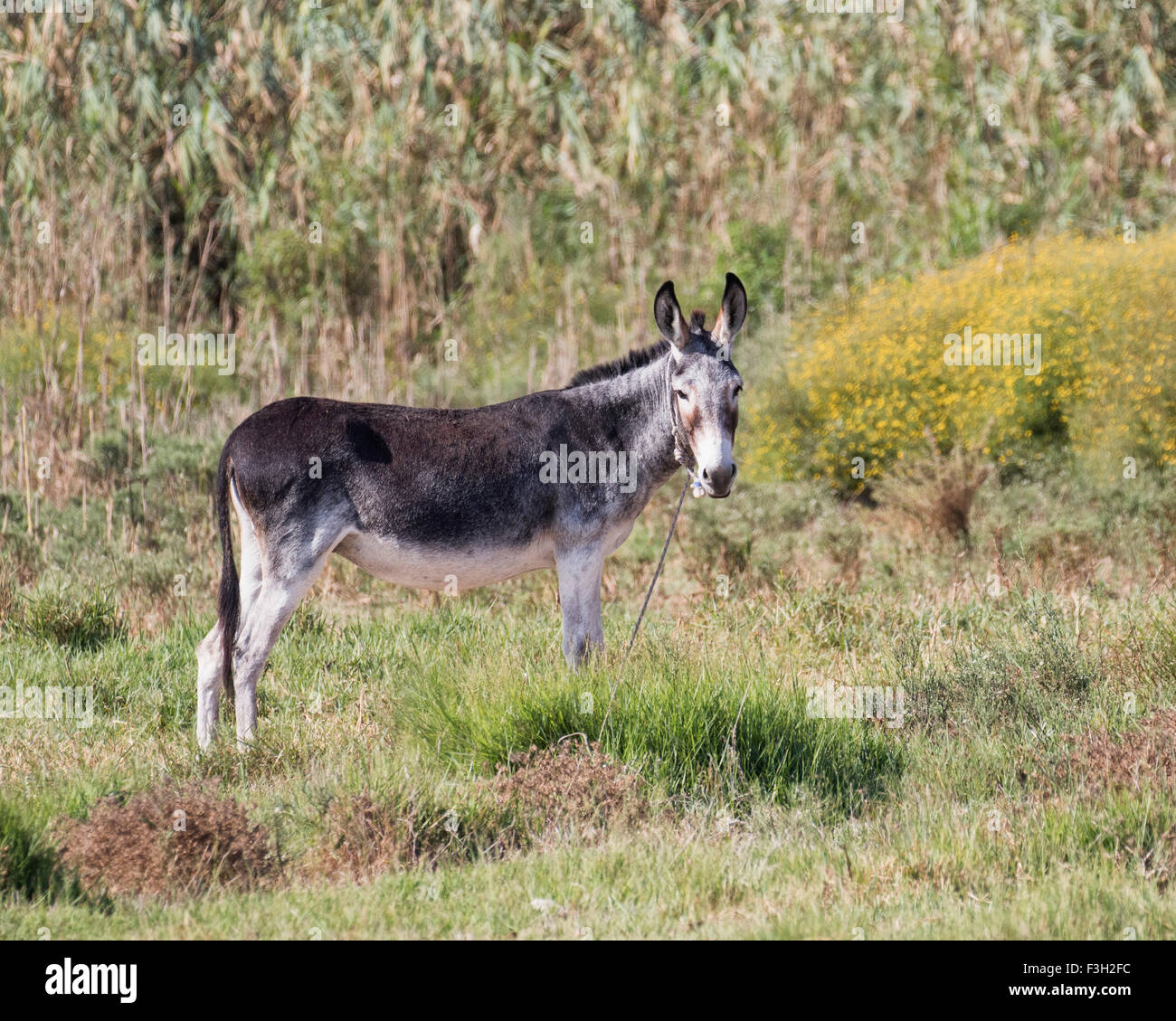 Donkey cyprus hi-res stock photography and images - Alamy
