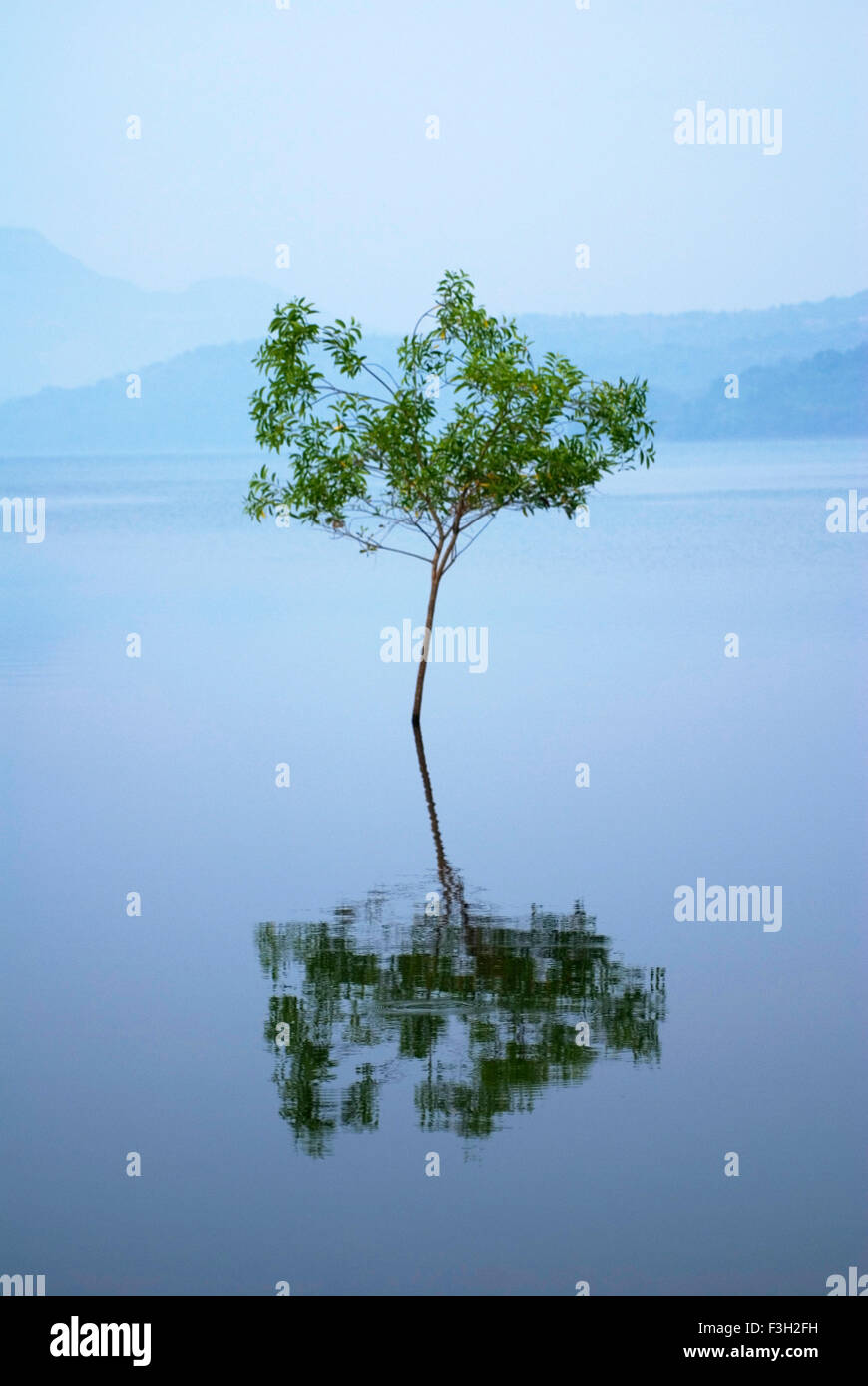 Reflection of tree in Mulshi lake ; Dist Pune ; Maharashtra ; India ...