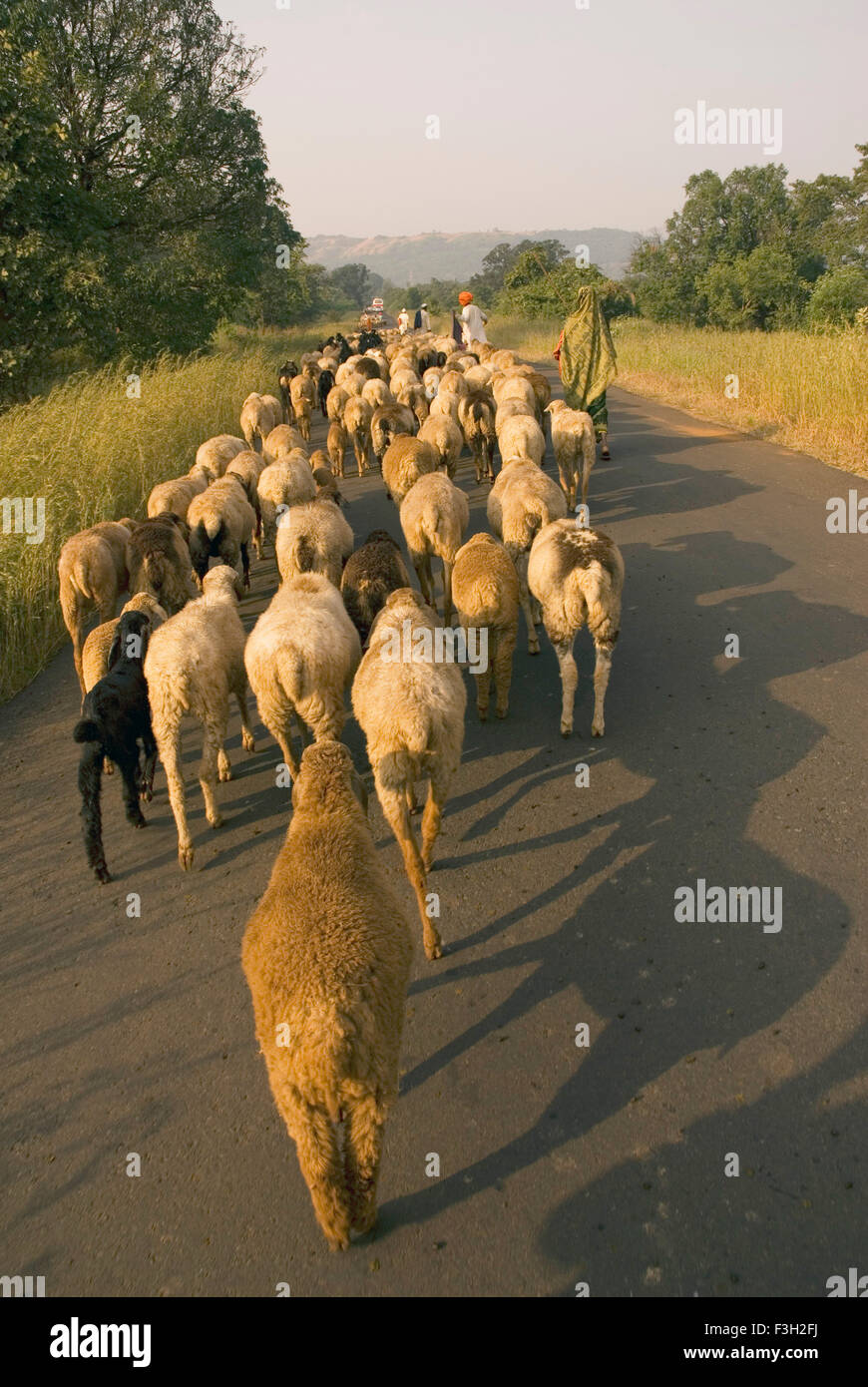 Shepherds with heard of sheep ; Pune ; Maharashtra ; India Stock Photo ...