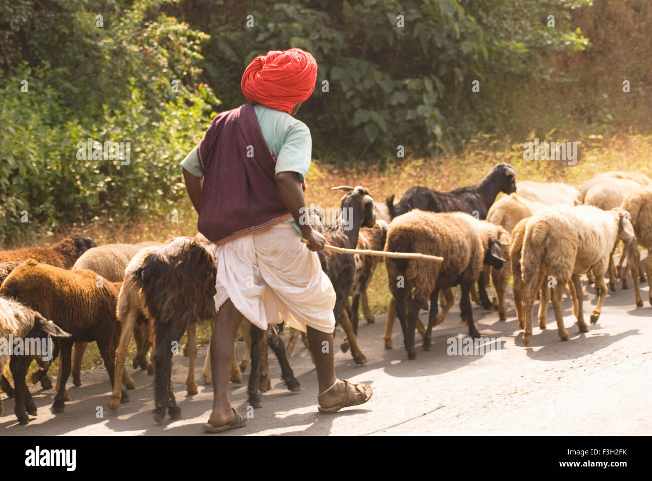 Shepherds with heard of sheep ; Pune ; Maharashtra ; India Stock Photo ...
