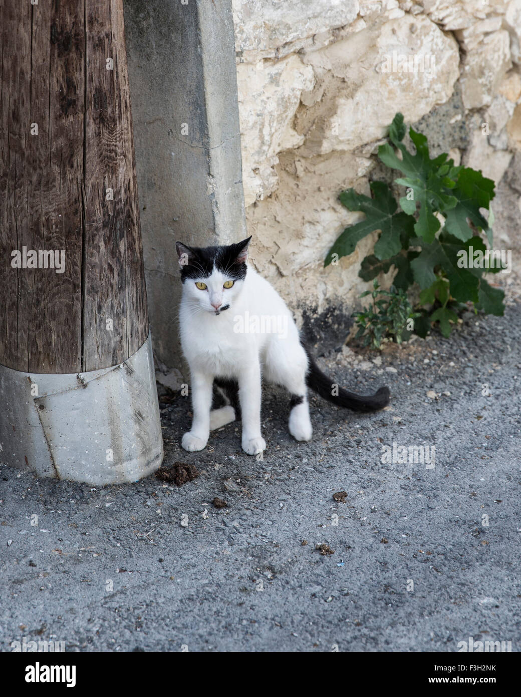 Cyprus cat hi-res stock photography and images - Alamy