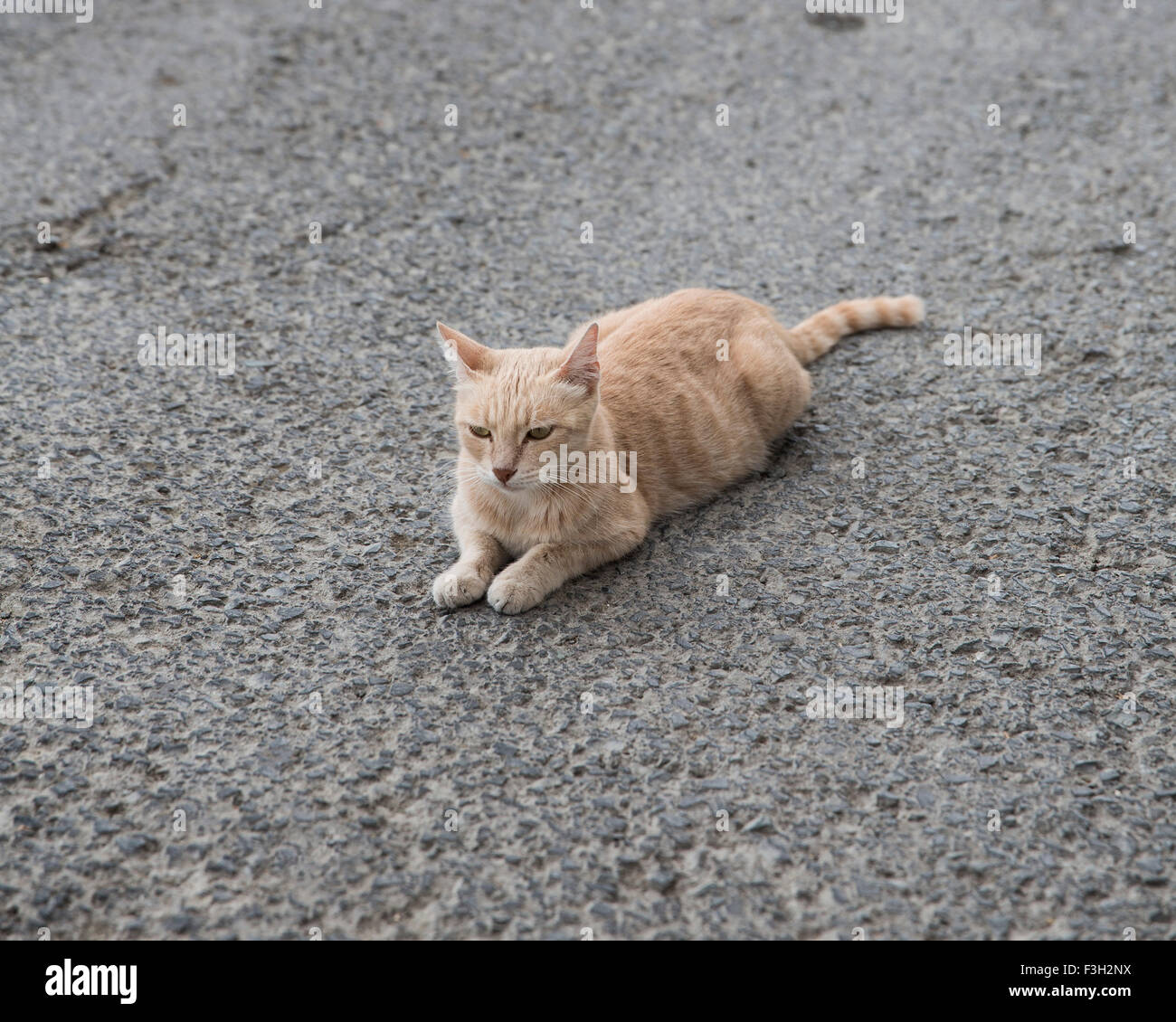 A ginger cat roams the street in Lefkara, Cyprus Stock Photo - Alamy