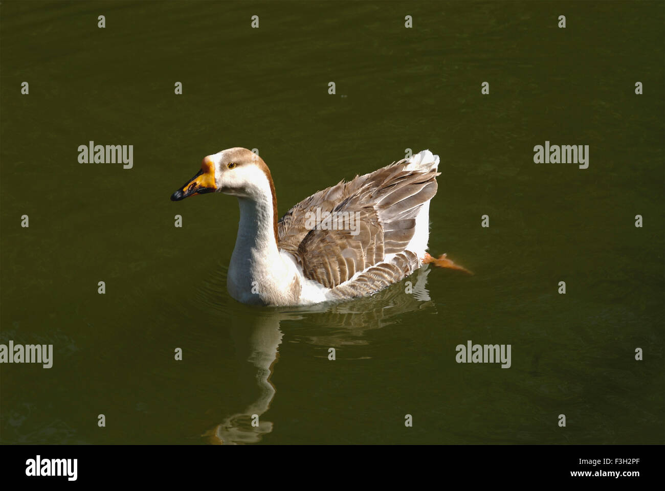 Birds ; Duck floating in water pond ; Dehradun ; Uttaranchal; India ...