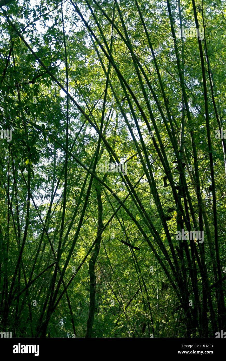 Waghai hi-res stock photography and images - Alamy