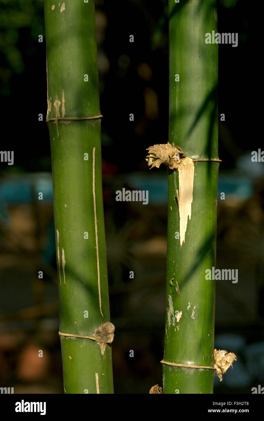 Waghai hi-res stock photography and images - Alamy