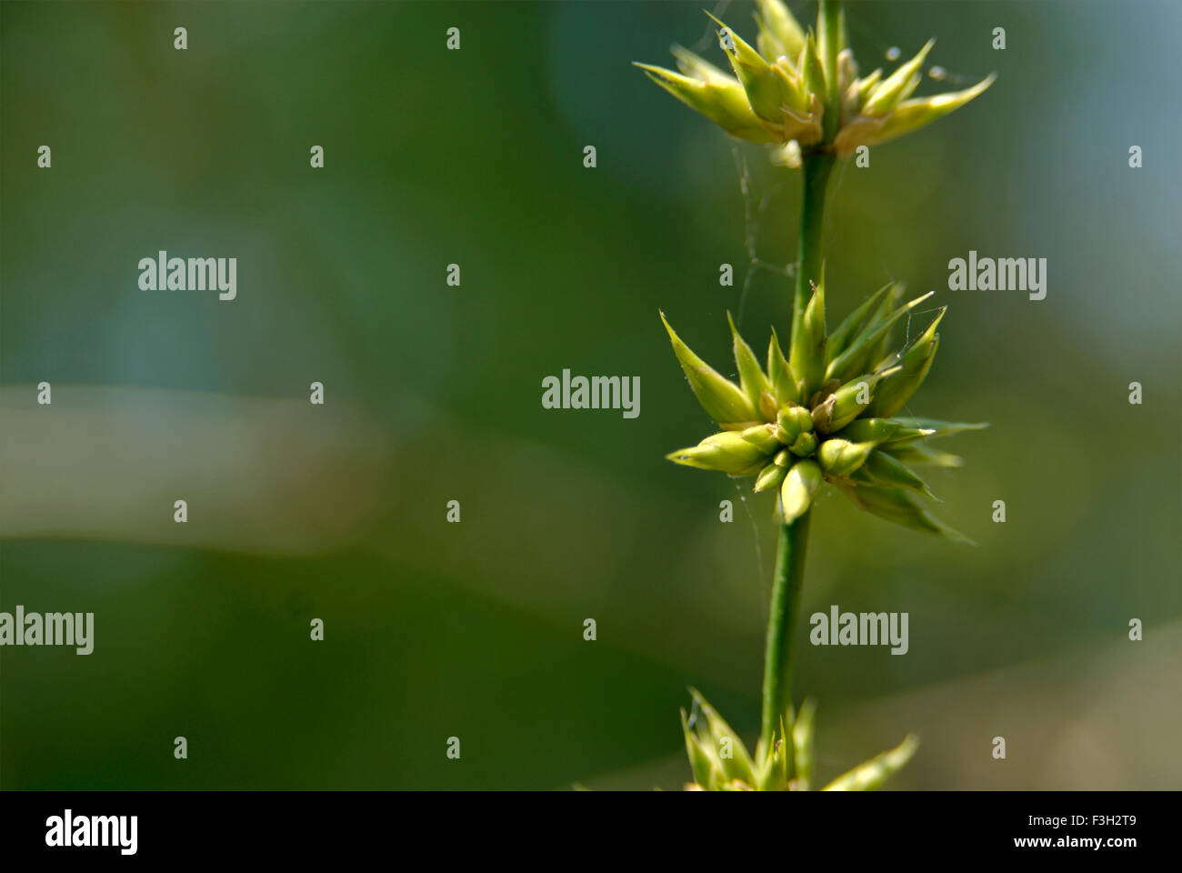 Bamboo tree flowers, Dang forest, Waghai, Ahwa, Dang, Gujarat, India ...