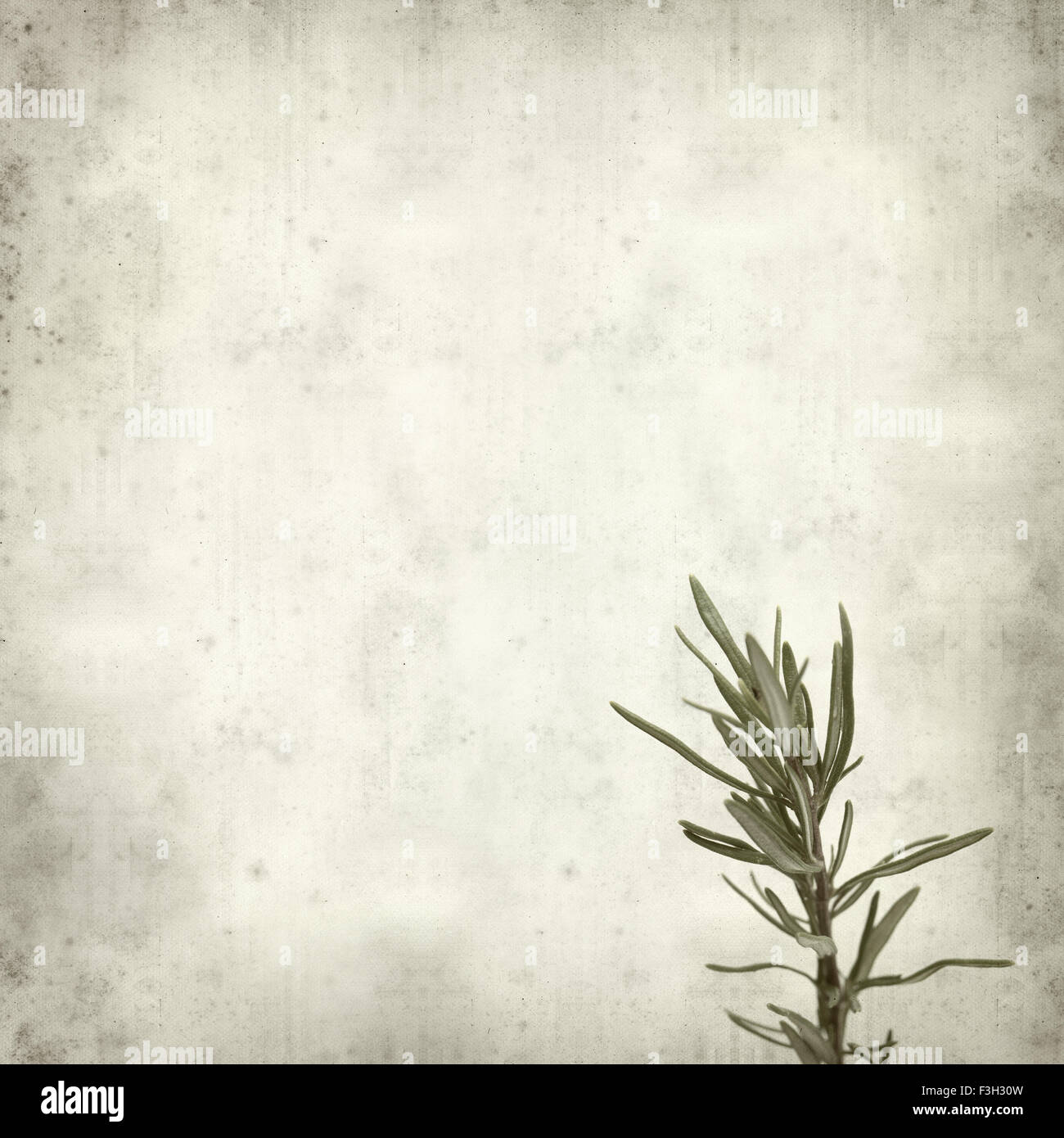 textured old paper background with rosemary twig Stock Photo - Alamy