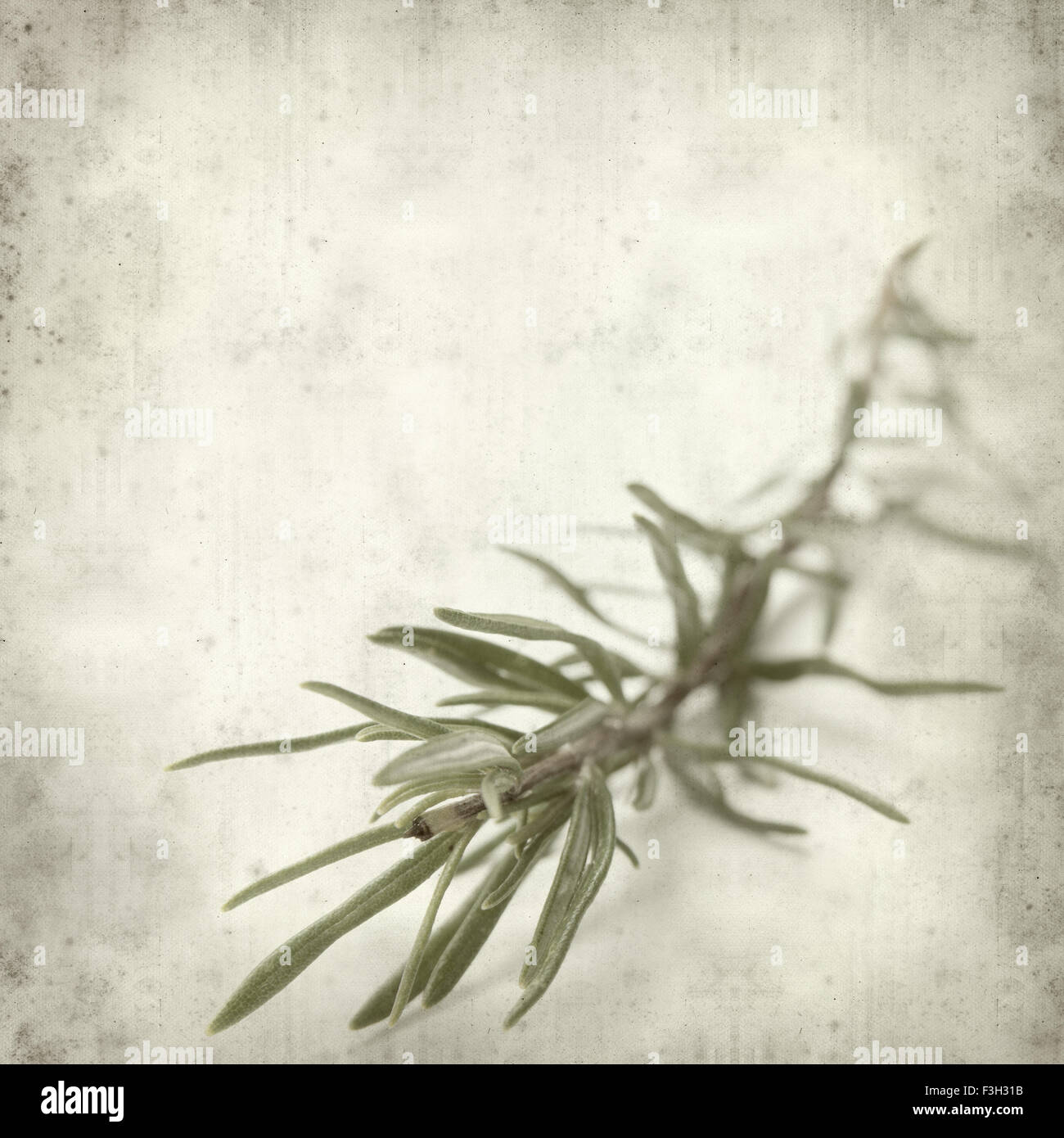 textured old paper background with rosemary twig Stock Photo - Alamy