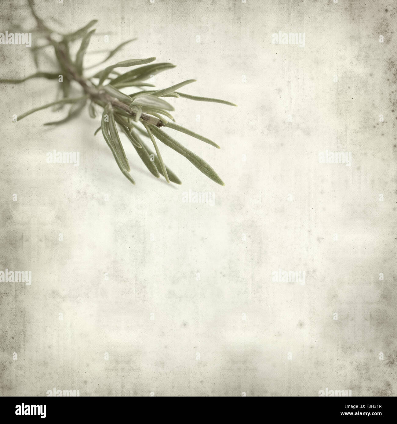 textured old paper background with rosemary twig Stock Photo - Alamy