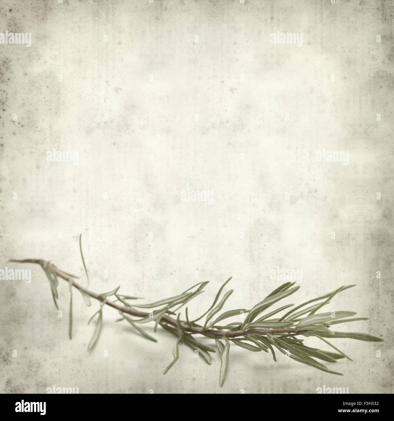textured old paper background with rosemary twig Stock Photo - Alamy