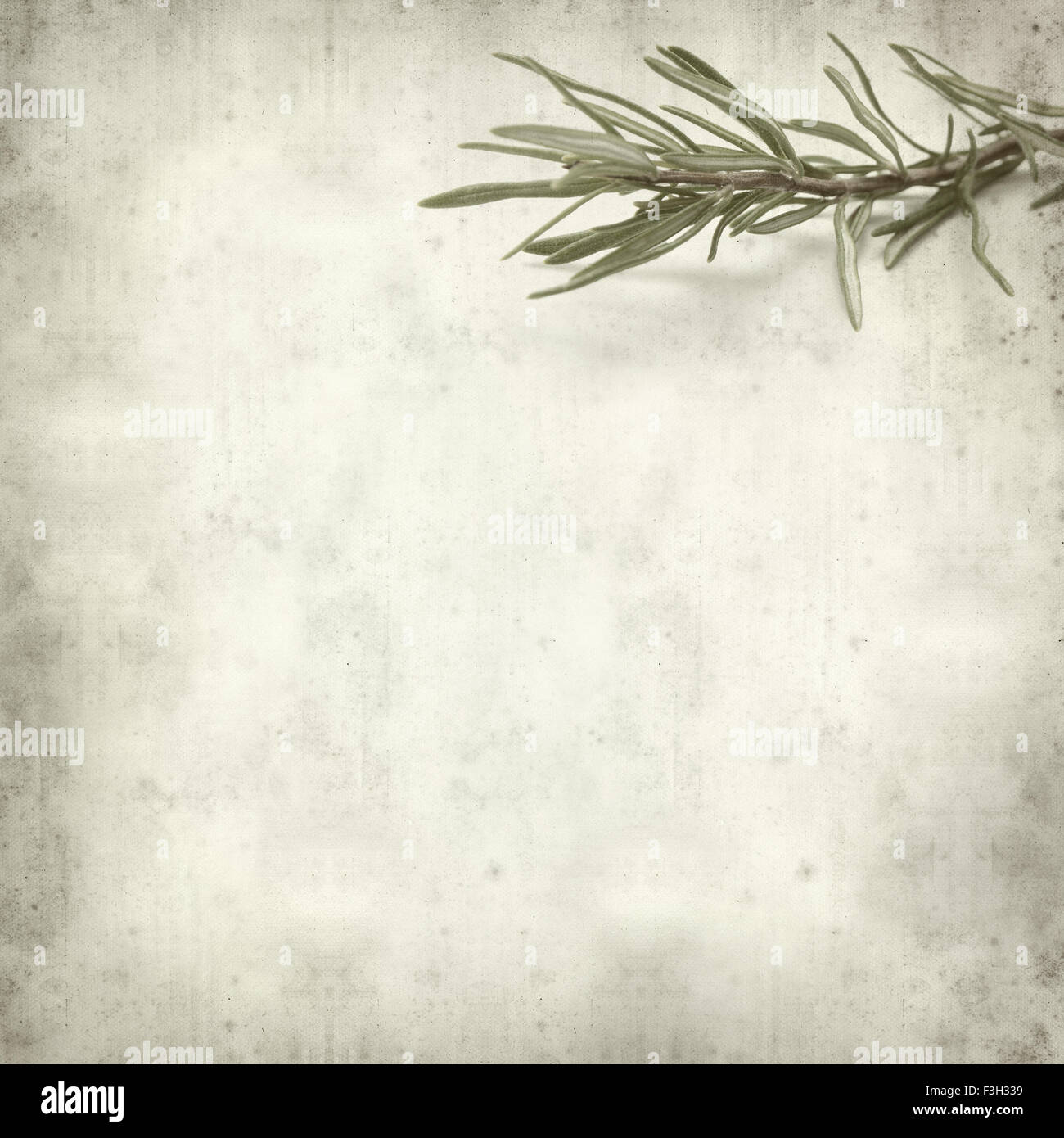 textured old paper background with rosemary twig Stock Photo - Alamy