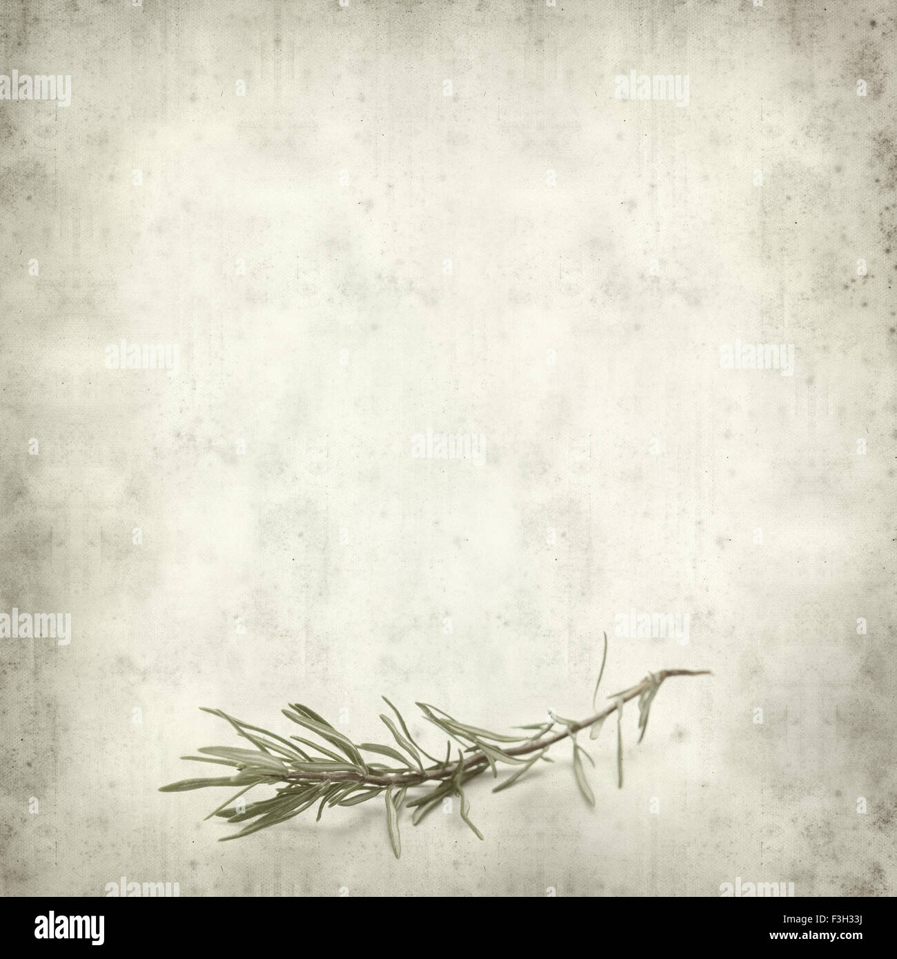 textured old paper background with rosemary twig Stock Photo - Alamy