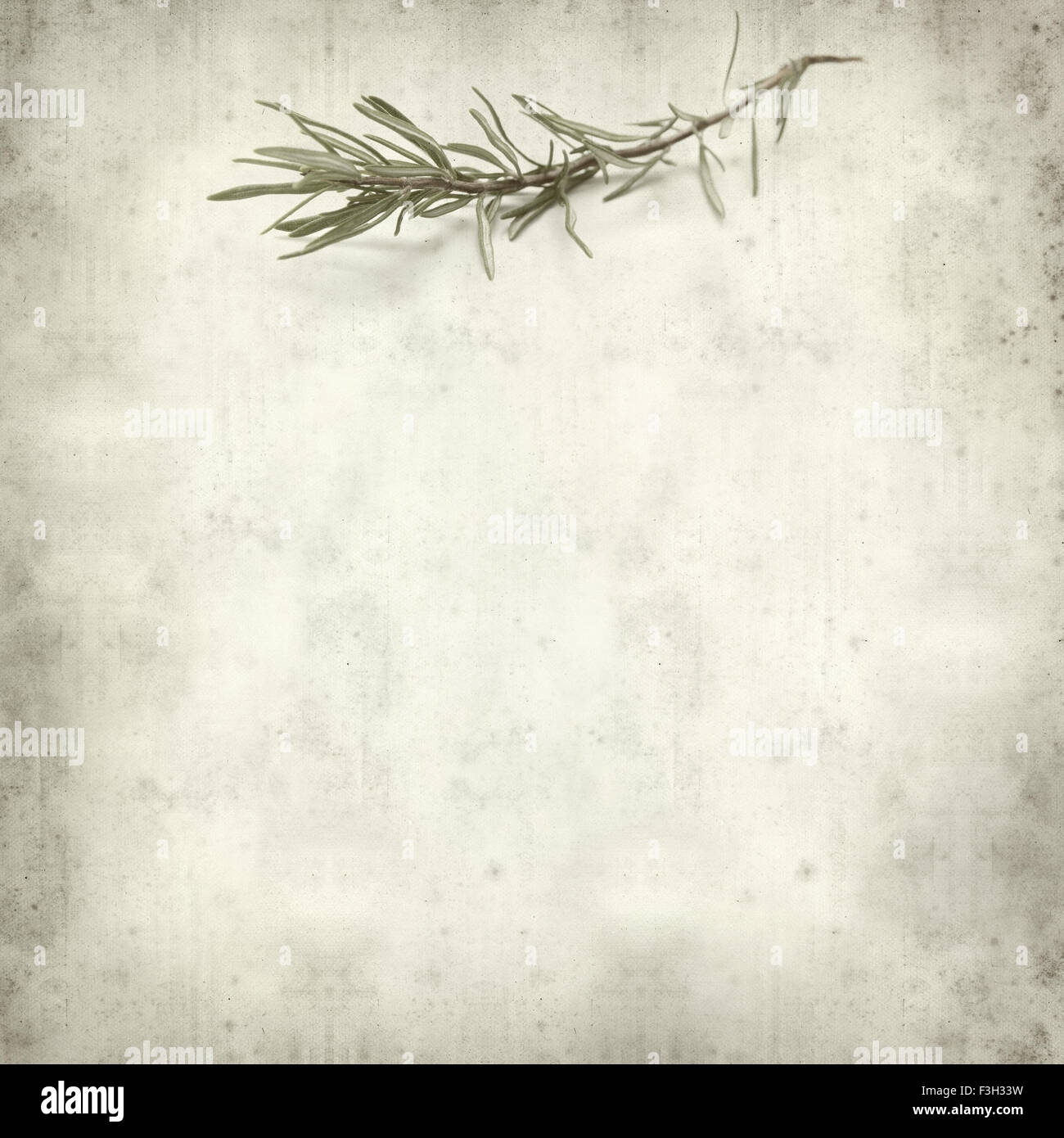 textured old paper background with rosemary twig Stock Photo - Alamy