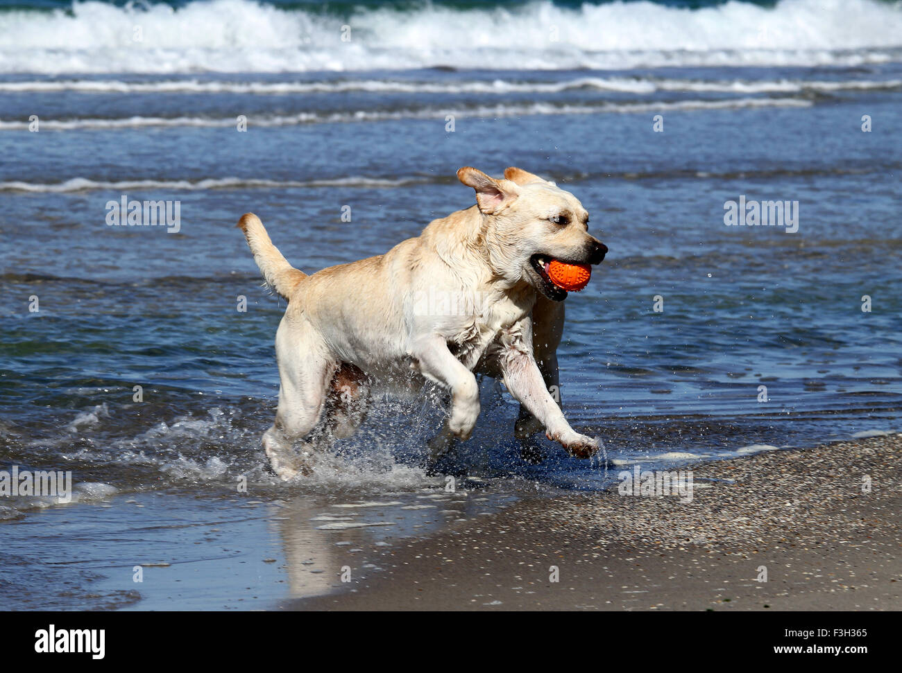 yellow labradors at the sea with an orange ball Stock Photo - Alamy
