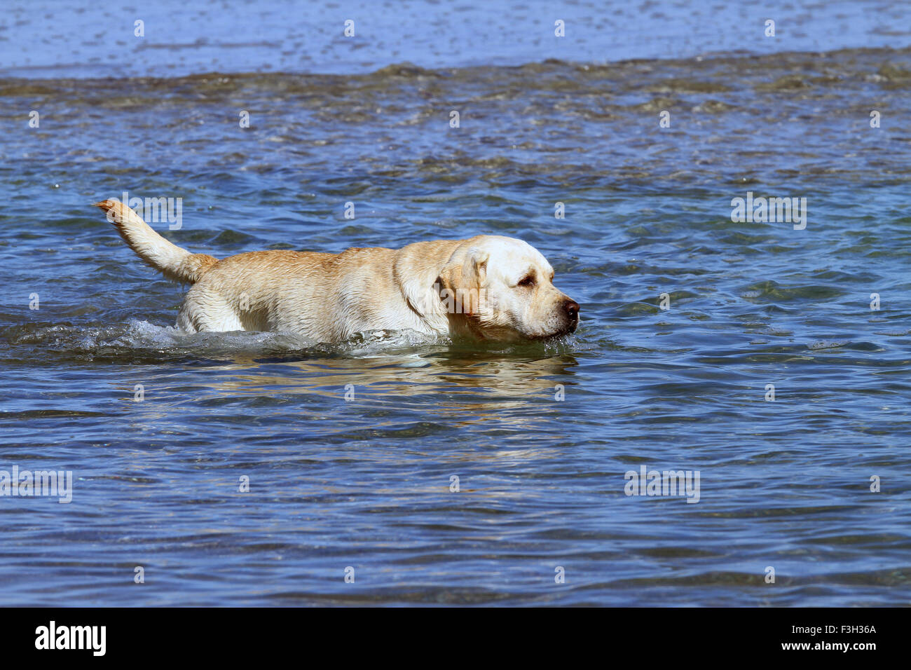a yellow labrador swimming in the sea Stock Photo - Alamy