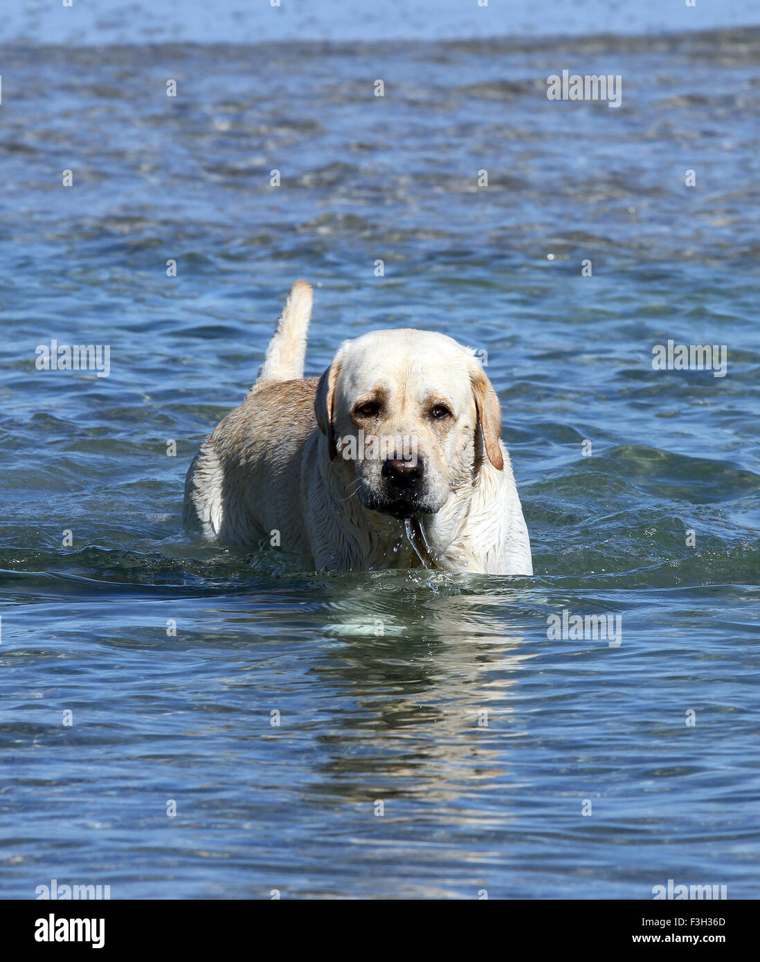 When Can Lab Puppies Swim