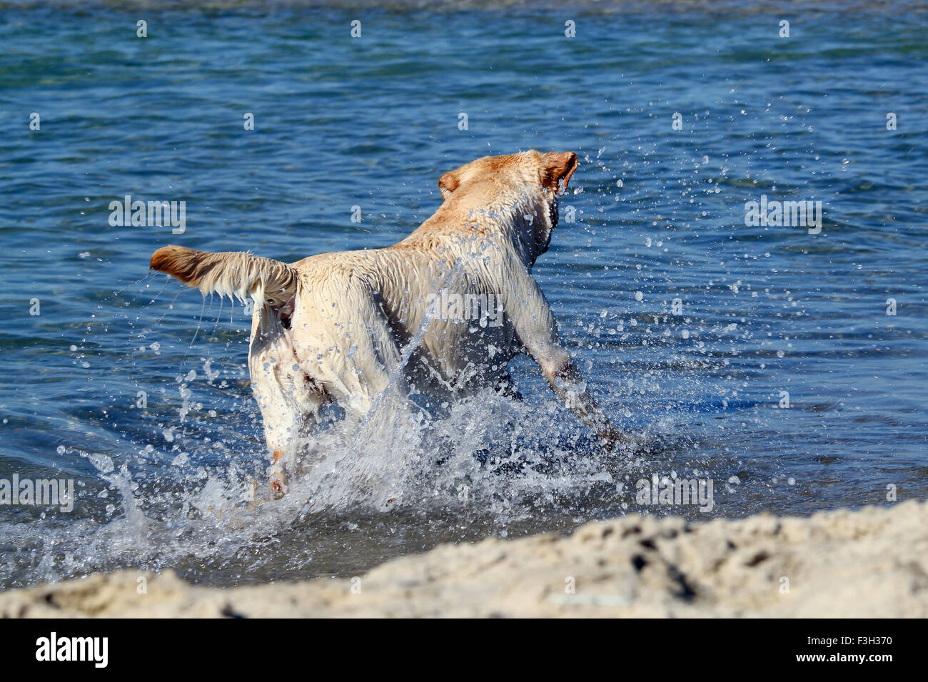 nice yellow labrador swimming in the sea Stock Photo - Alamy