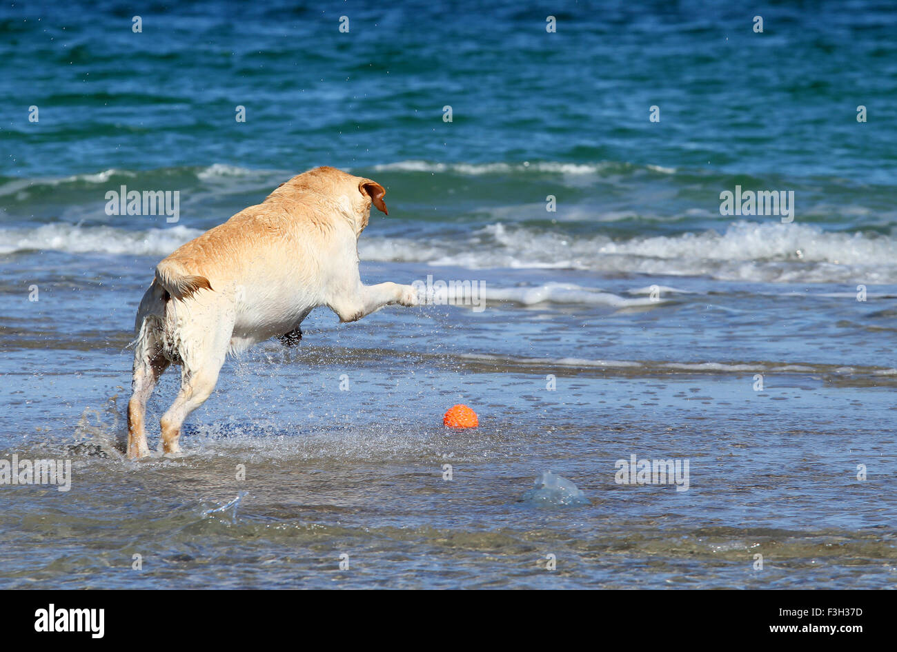 Pedigree golden labrador swimming hi-res stock photography and images ...