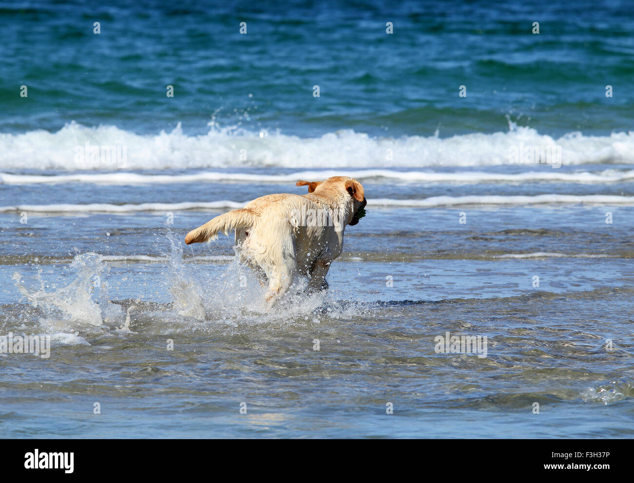 a nice yellow labrador swimming in the sea Stock Photo - Alamy