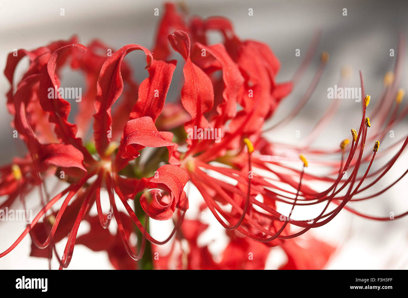 Fort Worth, Texas, USA. 4th Oct, 2015. 10/6/2015. A red spider lilly ...