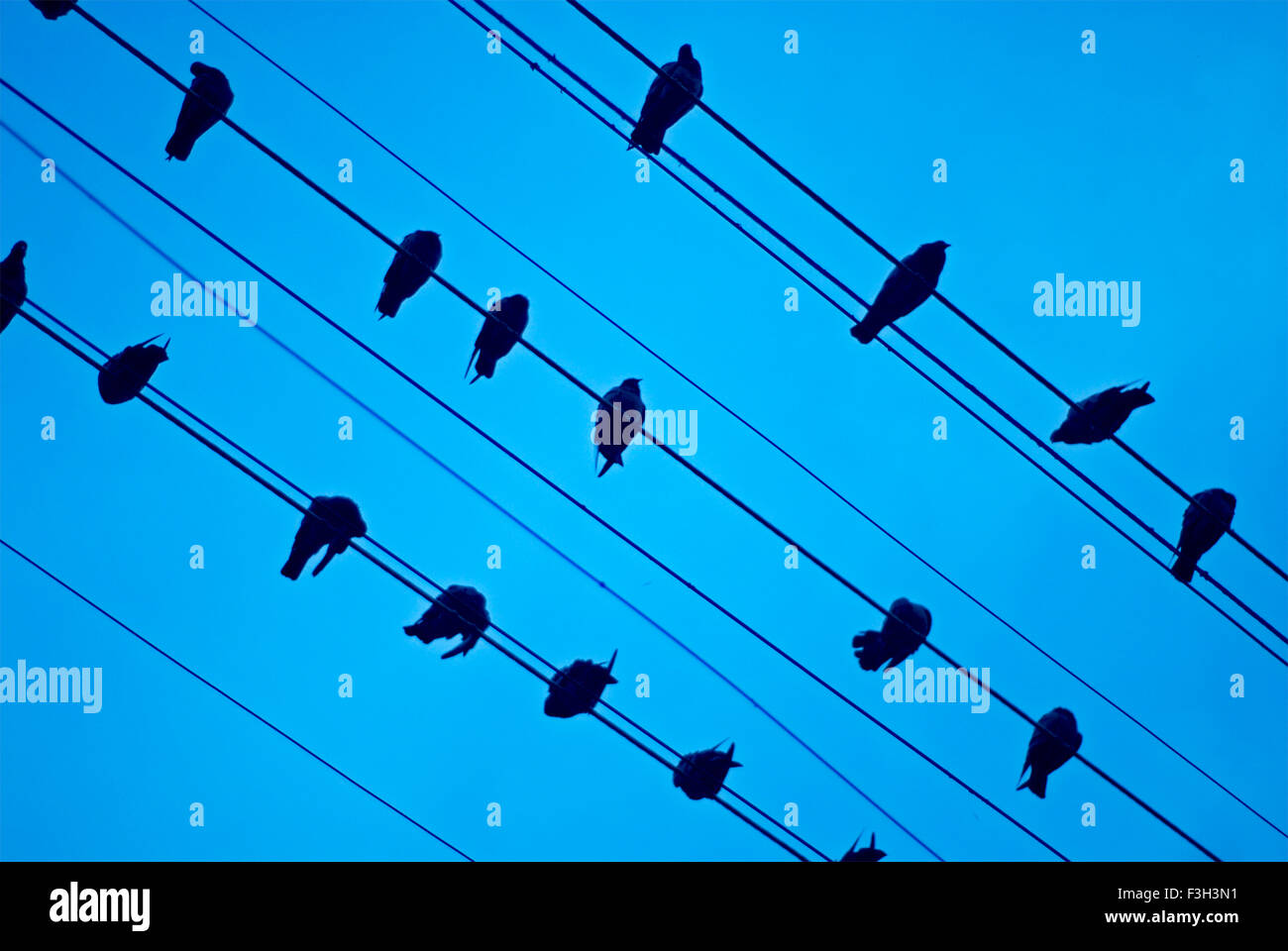 Birds and electricity wires hi-res stock photography and images - Alamy