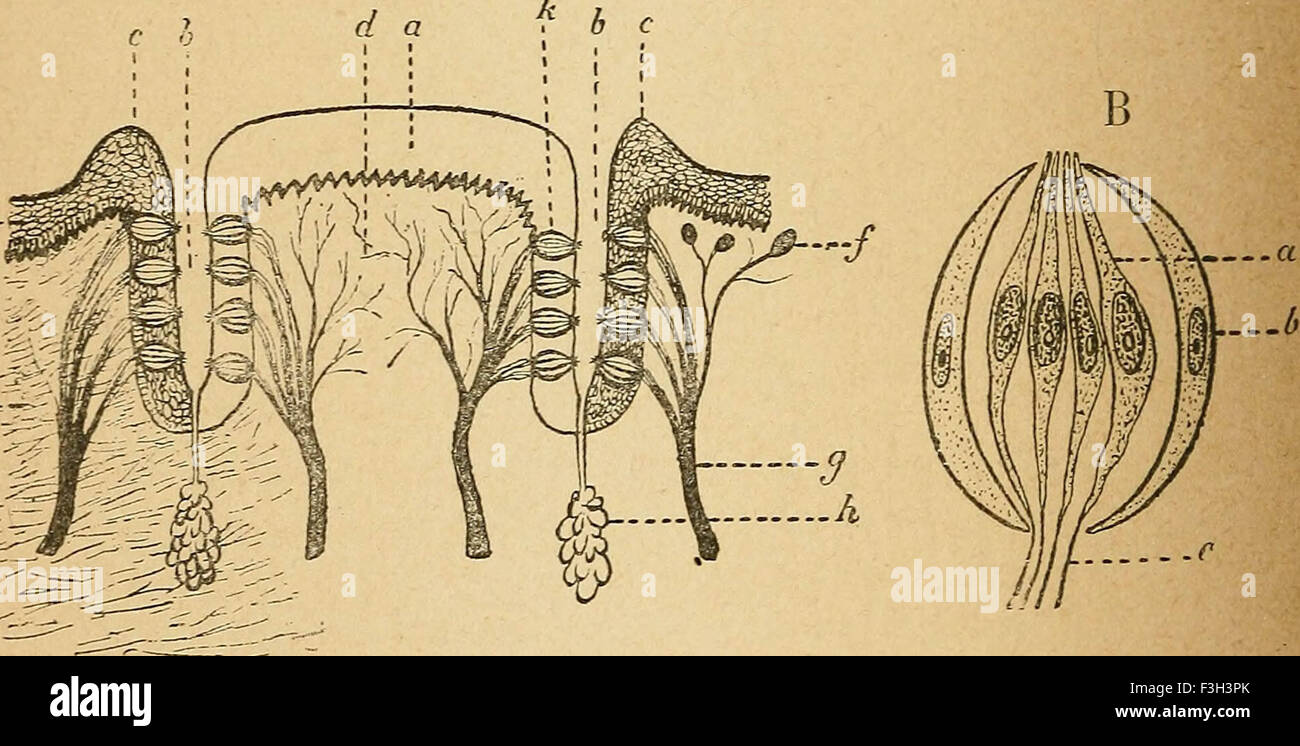 Eléments d'anatomie et de physiologie génitale et obstétricale ...