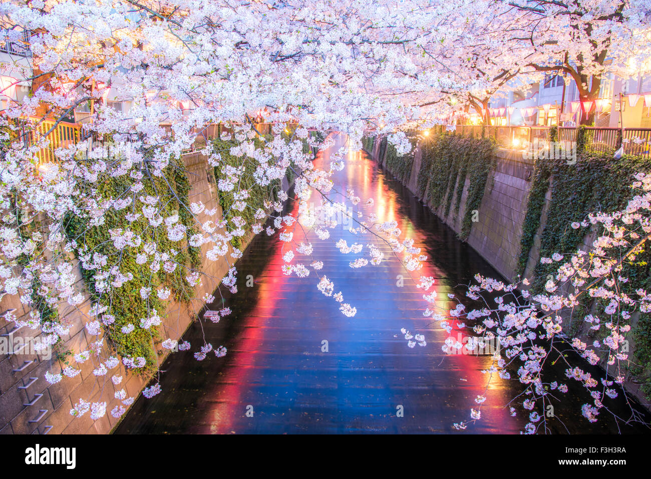 Cherry blossom,Meguro River,Meguro-Ku,Tokyo,Japan Stock Photo - Alamy