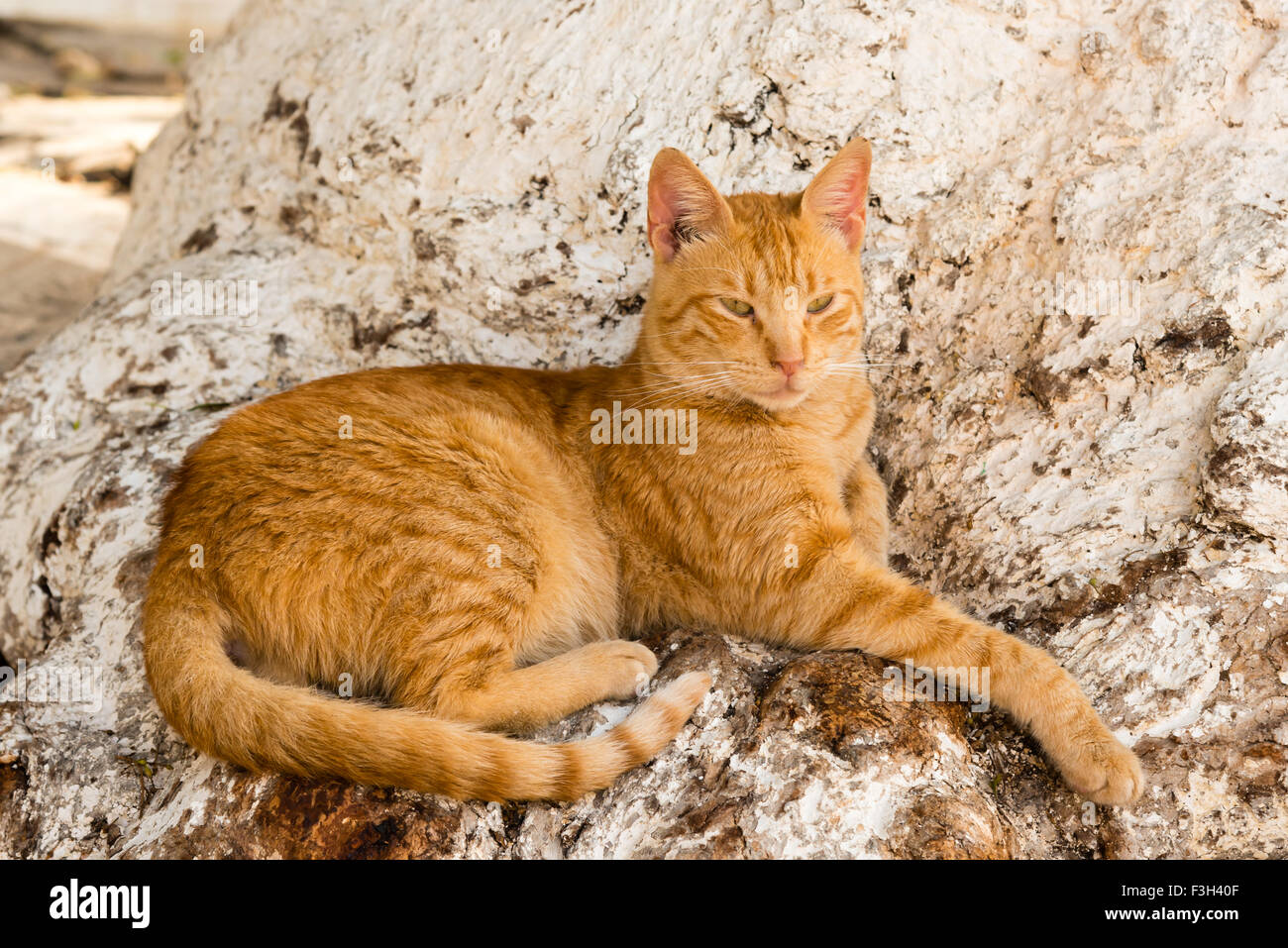 red cat lying on a tree stump Stock Photo - Alamy
