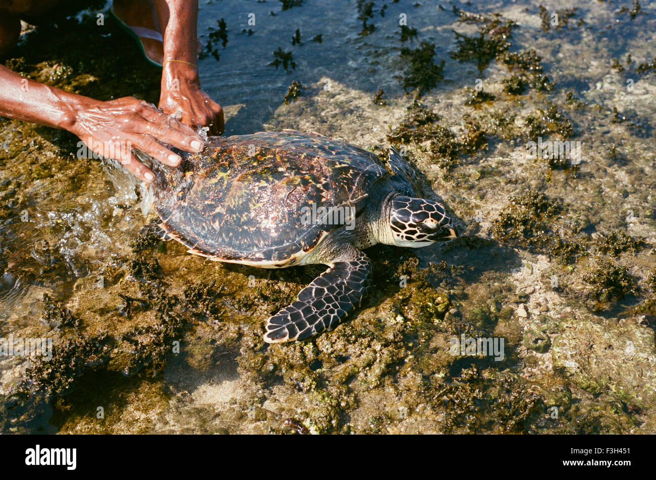 A fisherman catches a turtle, along the coast in West Java, Indonesia ...