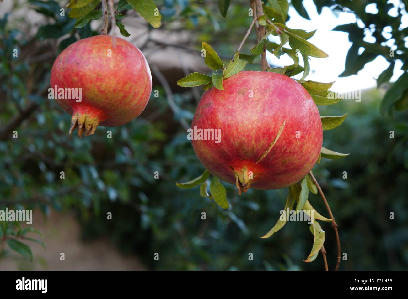 Two pomegranates hanging from the tree Stock Photo - Alamy