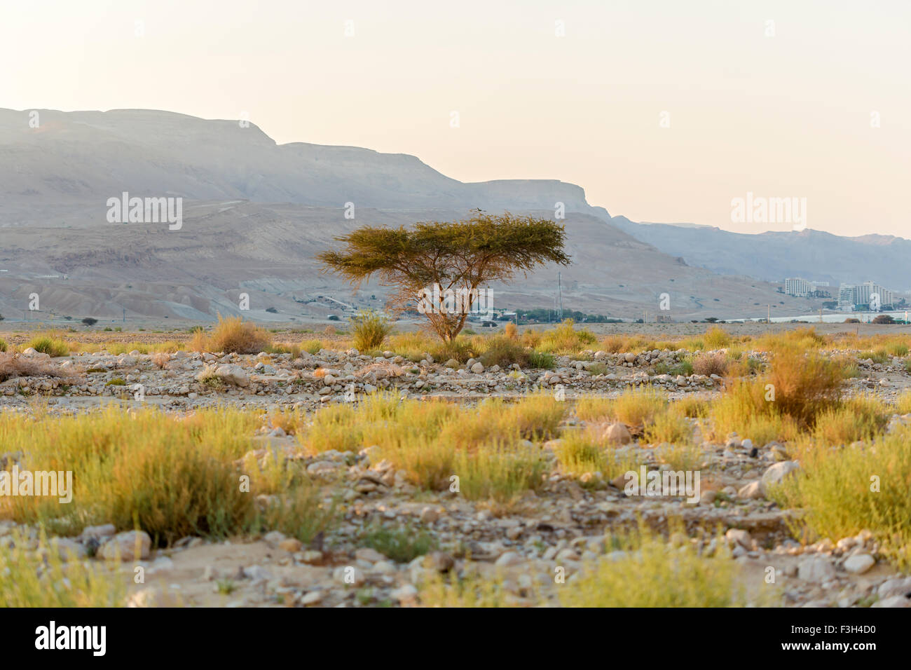 green tree growing on a hill in the desert Stock Photo - Alamy
