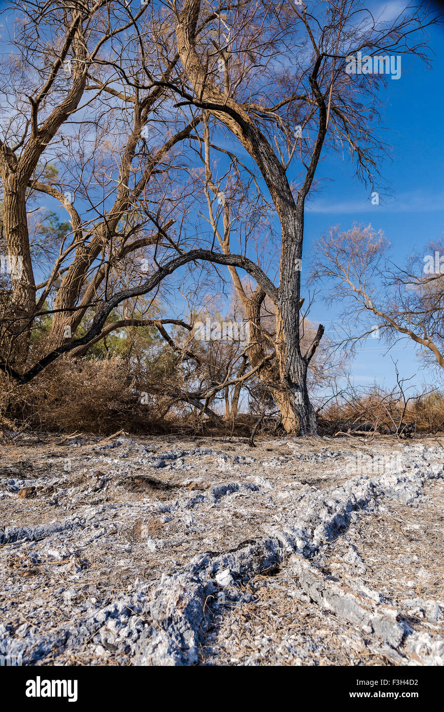 summer landscape, land with trees after fire Stock Photo - Alamy