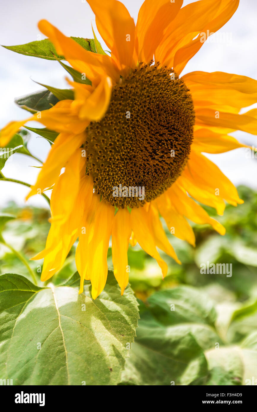 Agricultural landscape growing and blooming of sunflower Stock Photo ...