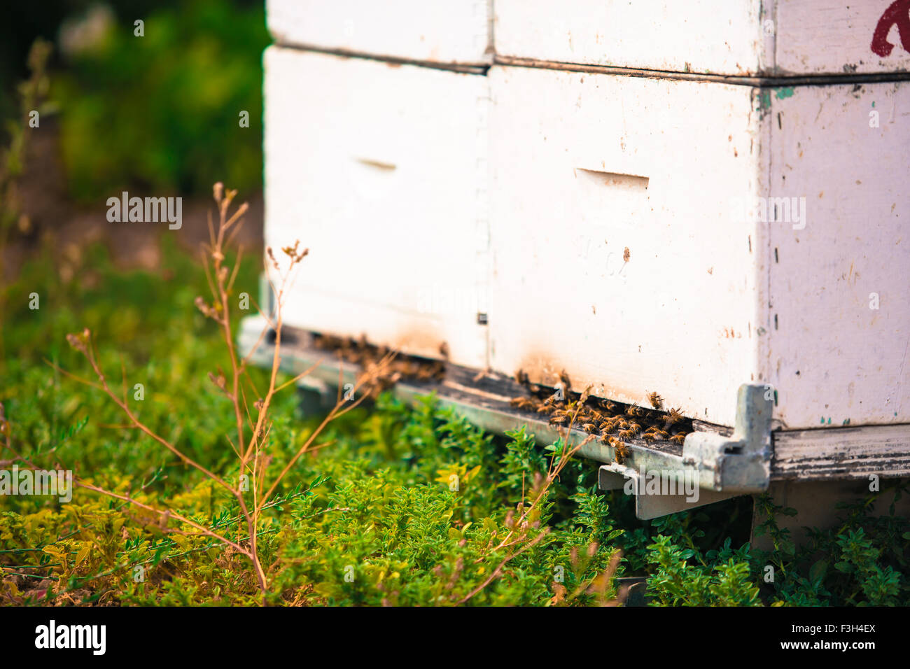 Bees hive white background hi-res stock photography and images - Alamy
