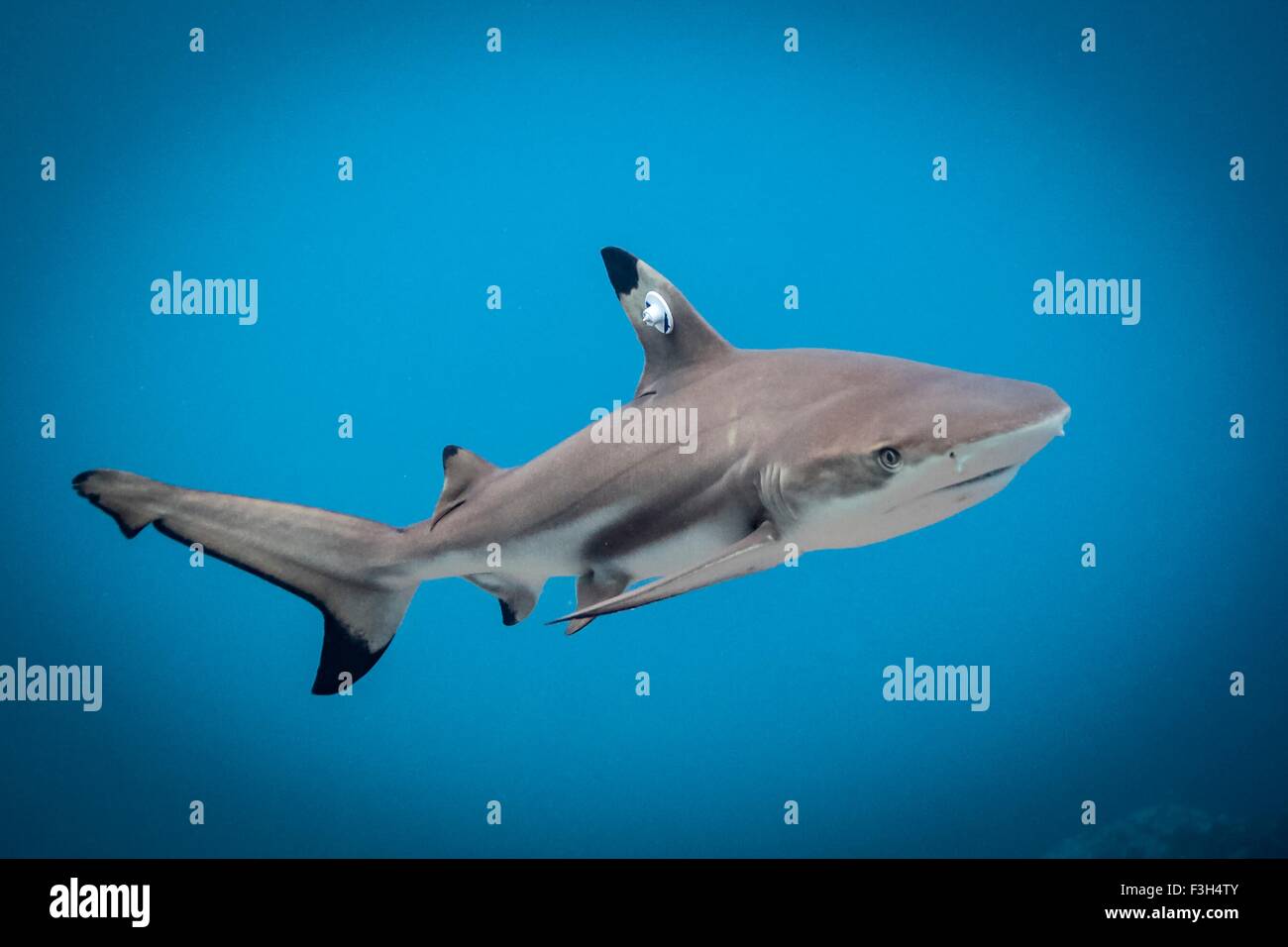 Blacktip reef shark hi-res stock photography and images - Alamy