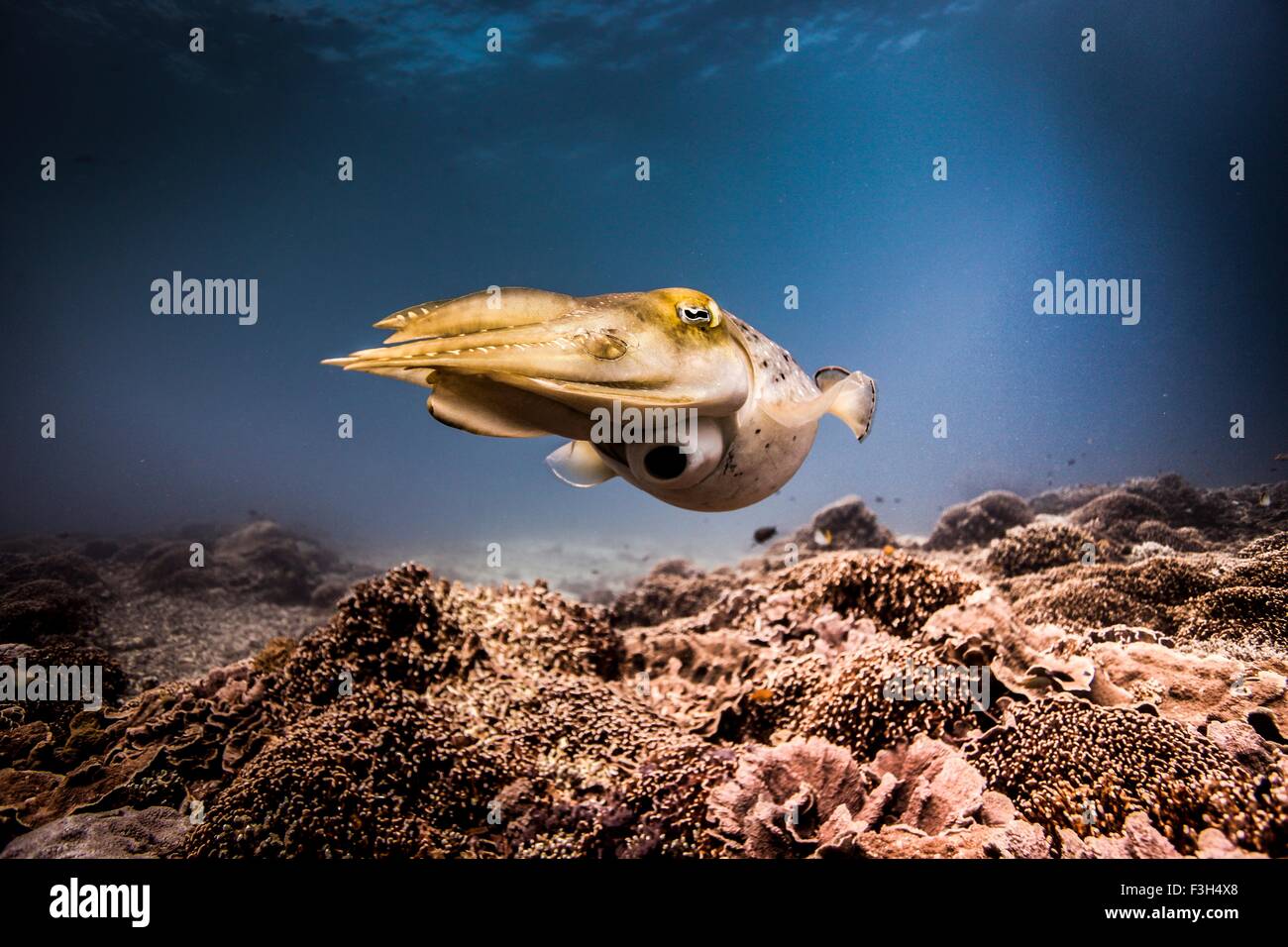 Cuttlefish hi-res stock photography and images - Alamy