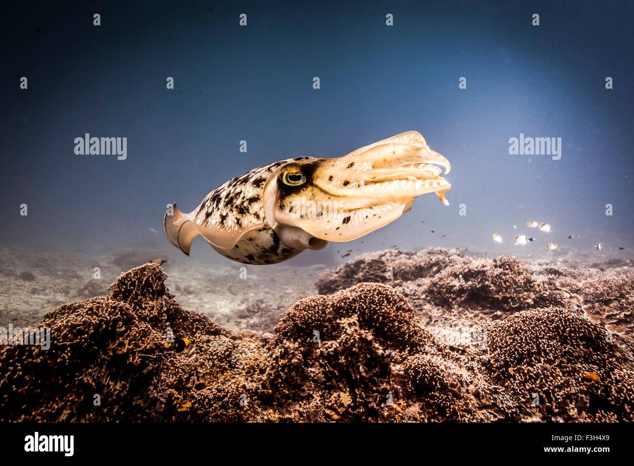Broadclub cuttlefish (Sepia latimanus) swimming over coral reef, Lombok ...
