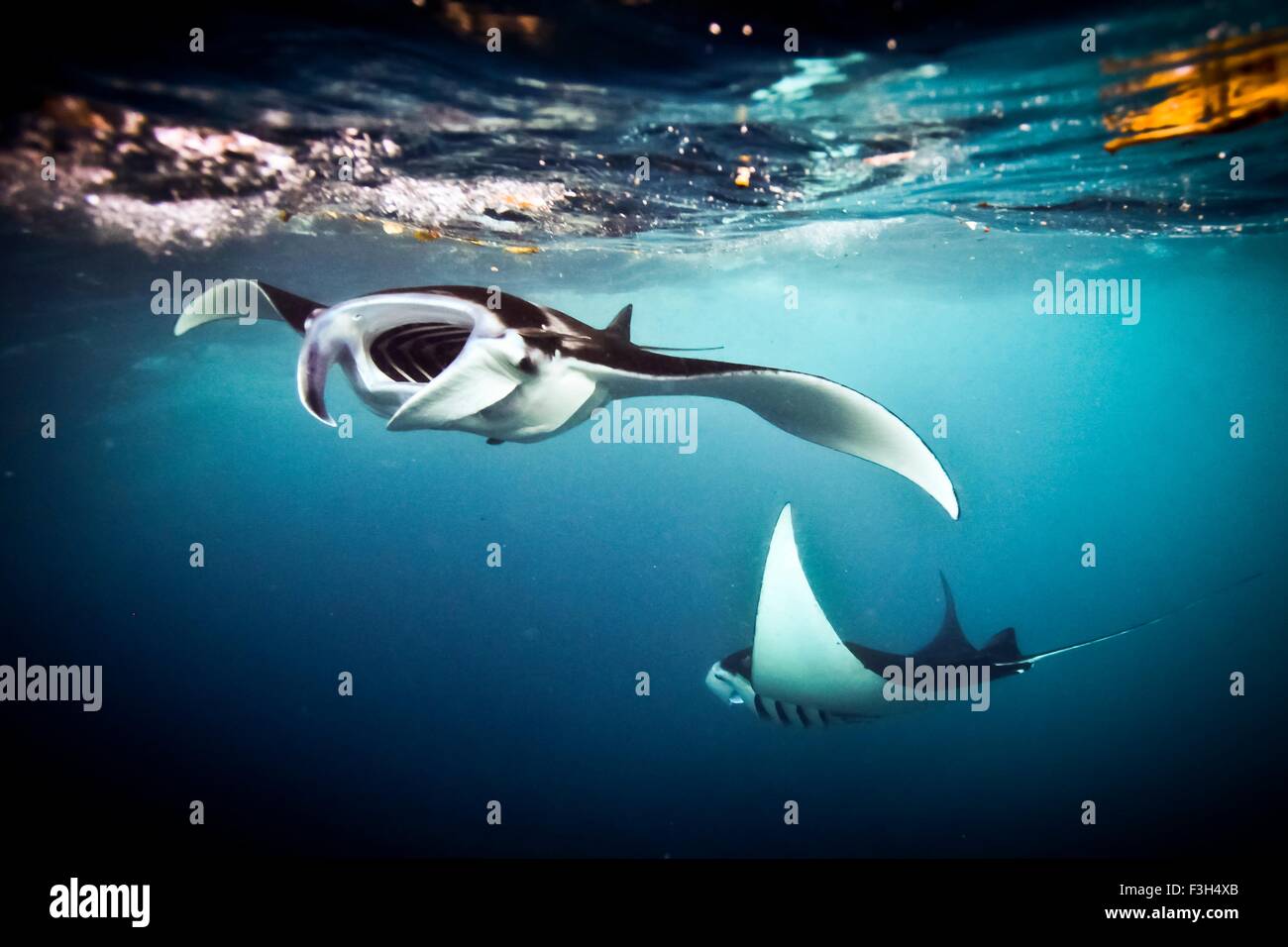 Two Manta Rays (Manta Alfredi) feed at the surface, Raja Ampat, West ...