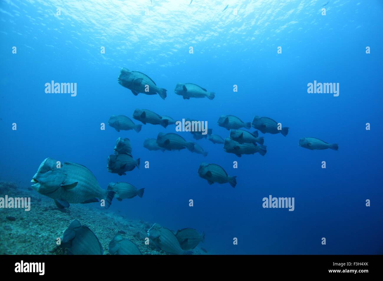 Shoal of bumphead parrot-fish (Bolbometopon muricatum), Bali, Indonesia ...