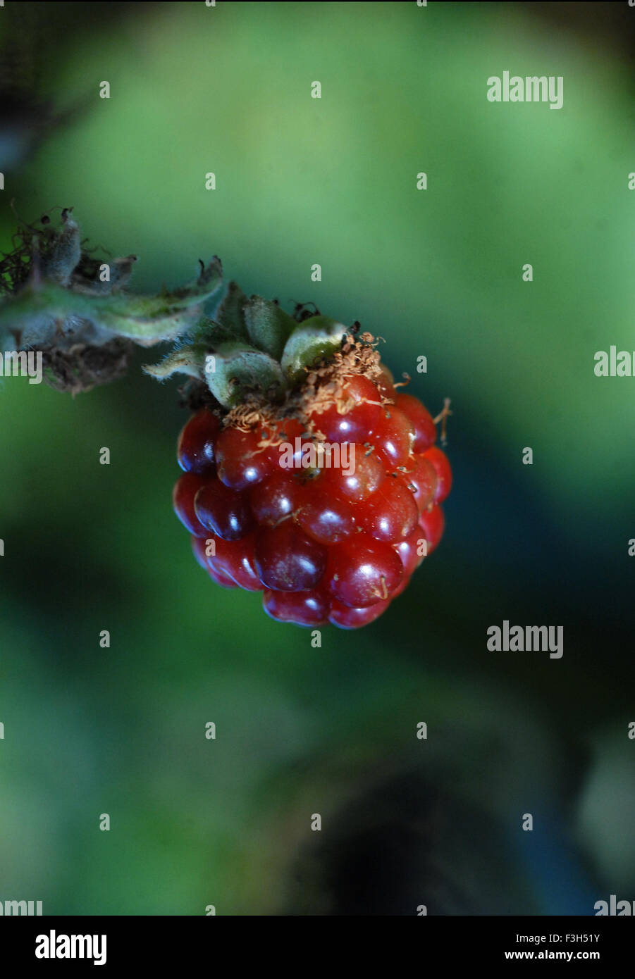 Blackberry crop hi-res stock photography and images - Alamy