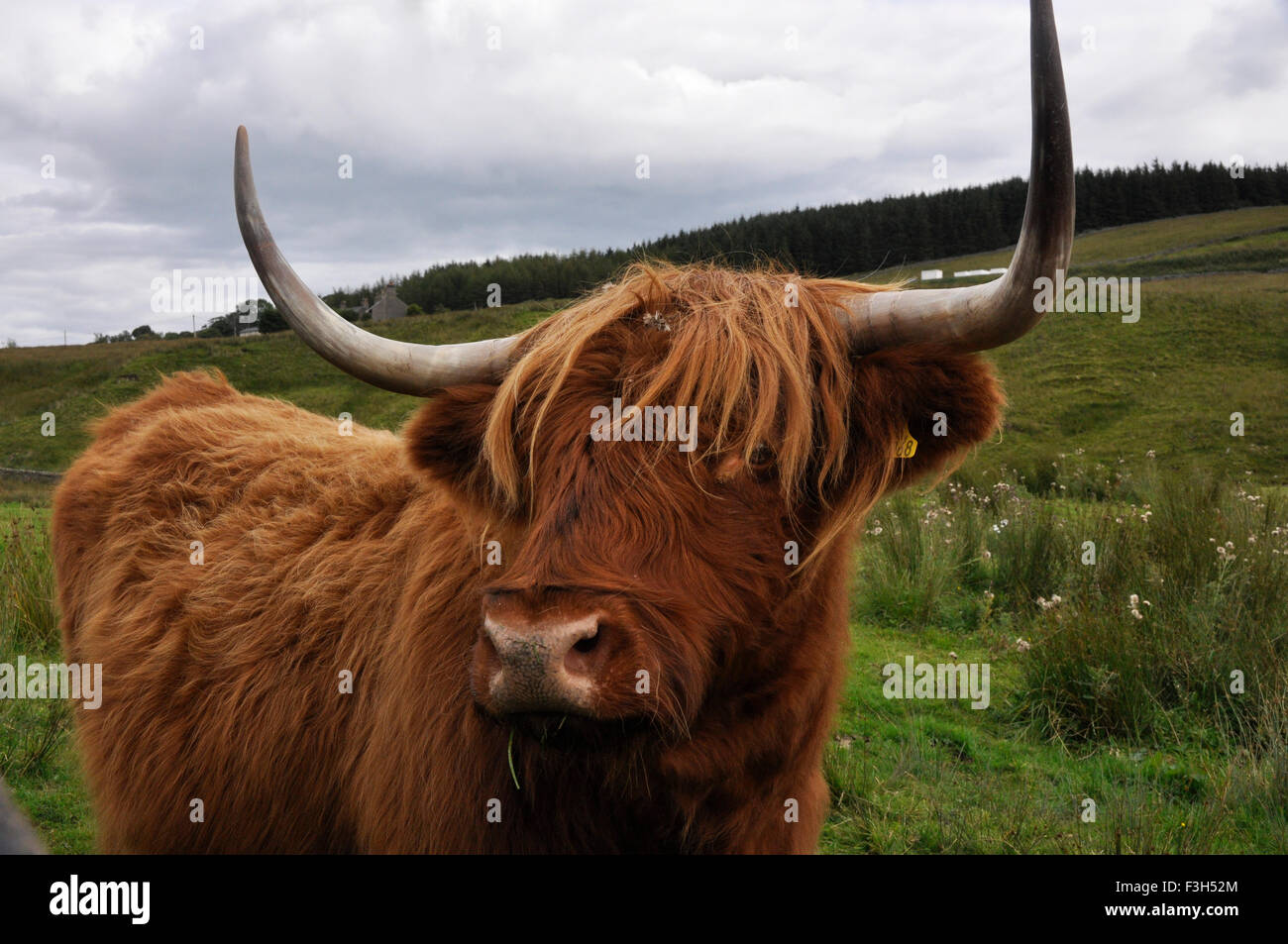 Furry bull hi-res stock photography and images - Alamy