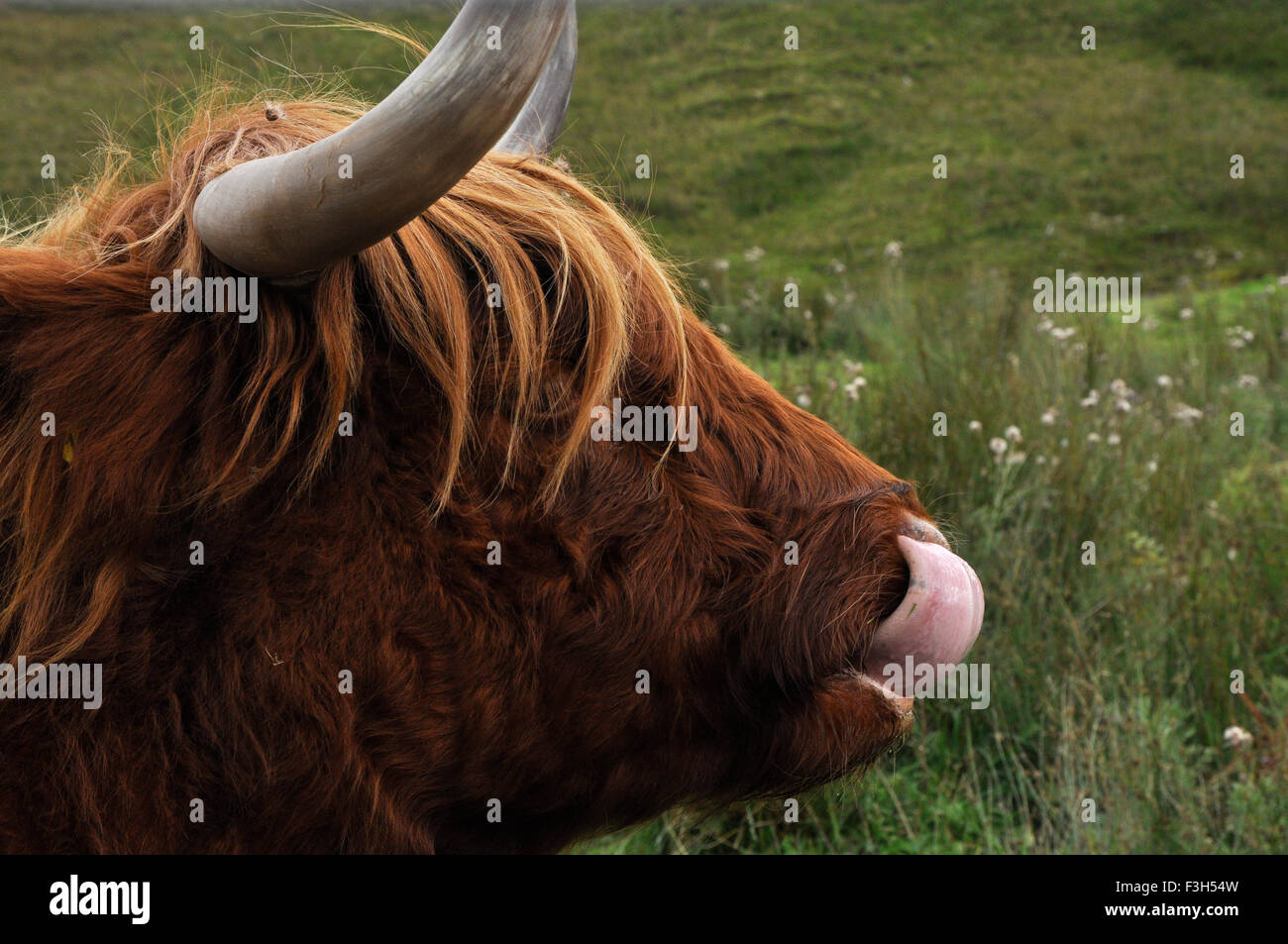 aberdeen angus cow Stock Photo - Alamy