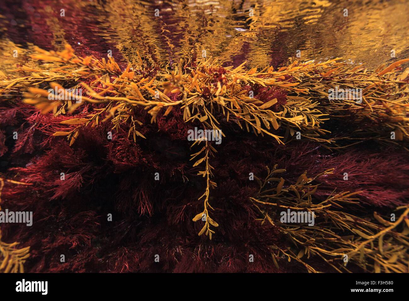 Red and brown New Zealand seaweeds, Intertidal Zone, Poor Knights ...