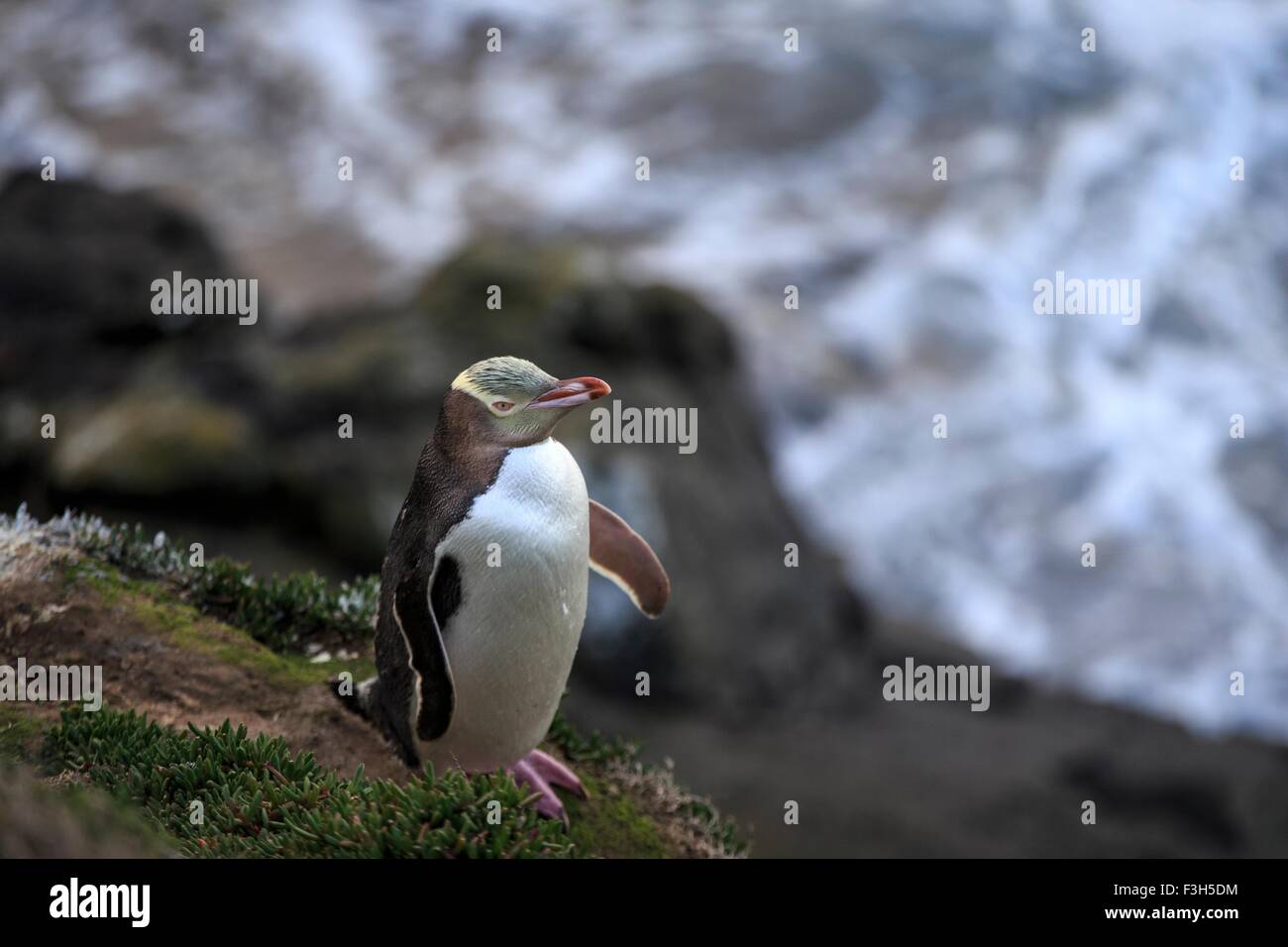 Yellow eyed penguin (megadyptes antipodes) at coast, Katiki Point ...