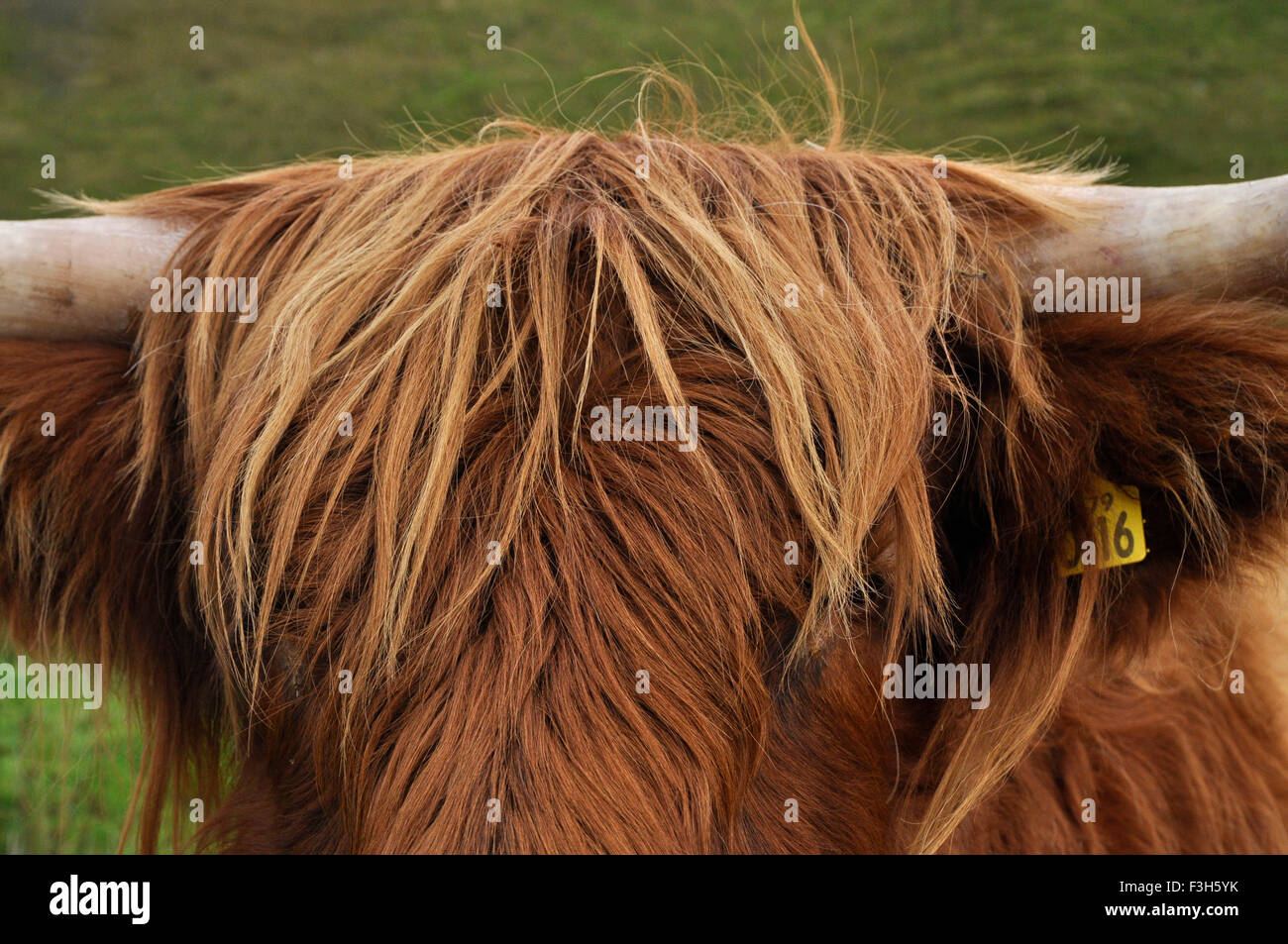 aberdeen angus cow Stock Photo - Alamy
