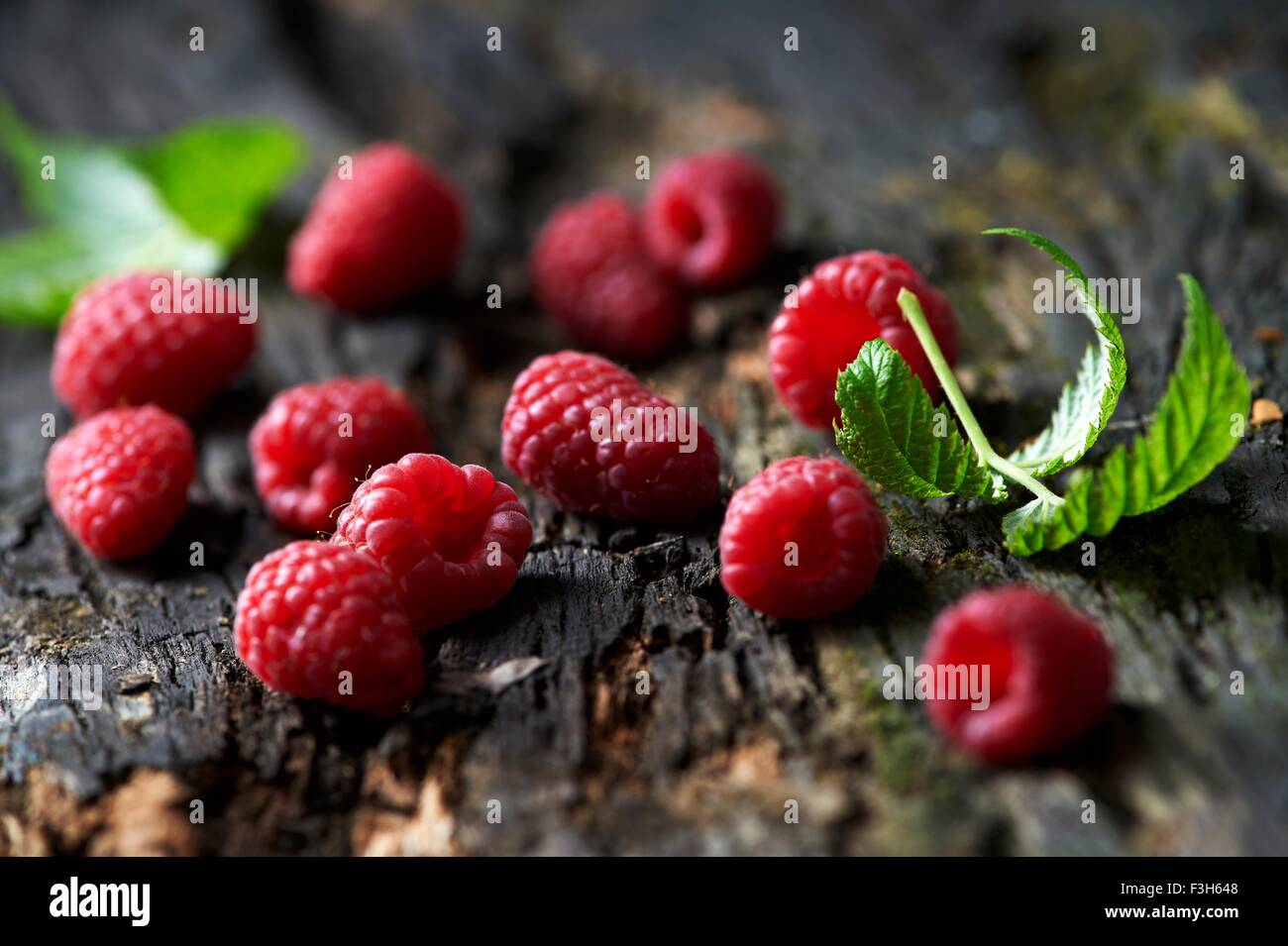Fruit tree bark hi-res stock photography and images - Alamy