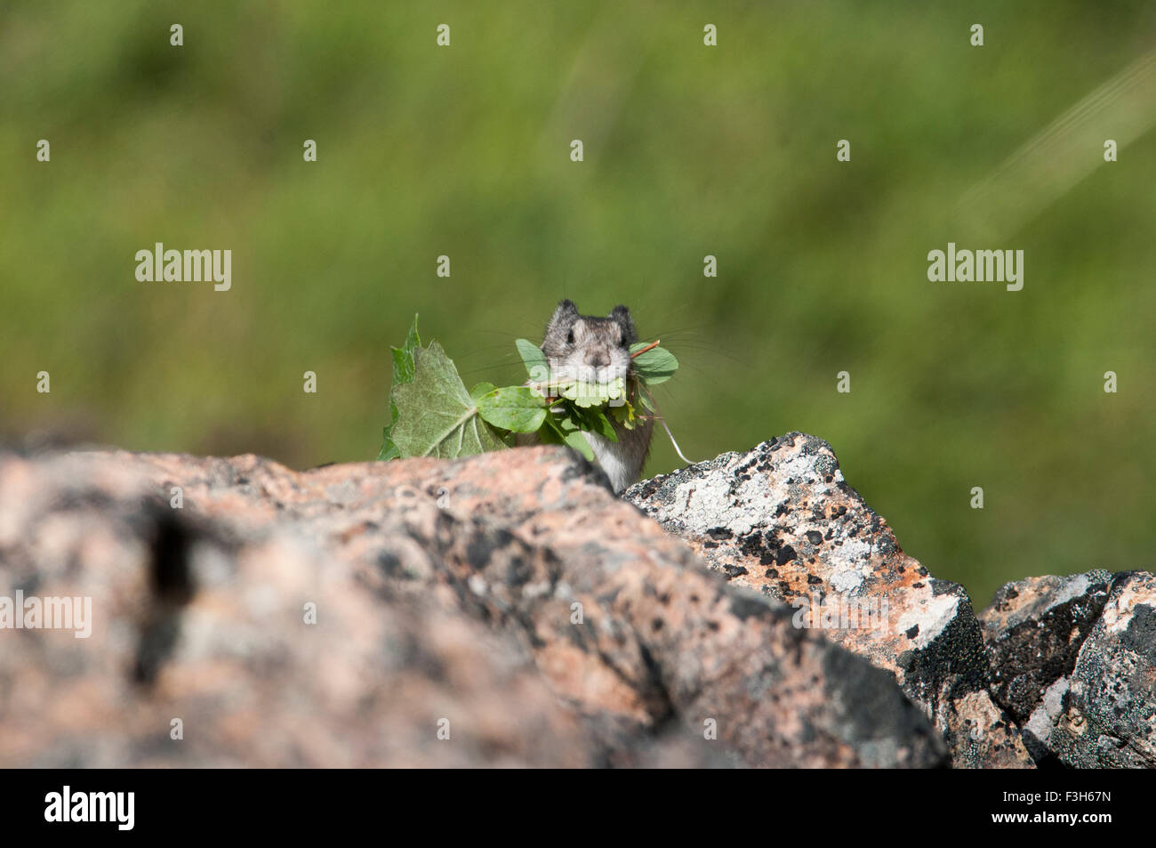 Collared Pika (Ochotona collaris) is a small lagomorph that lives in ...