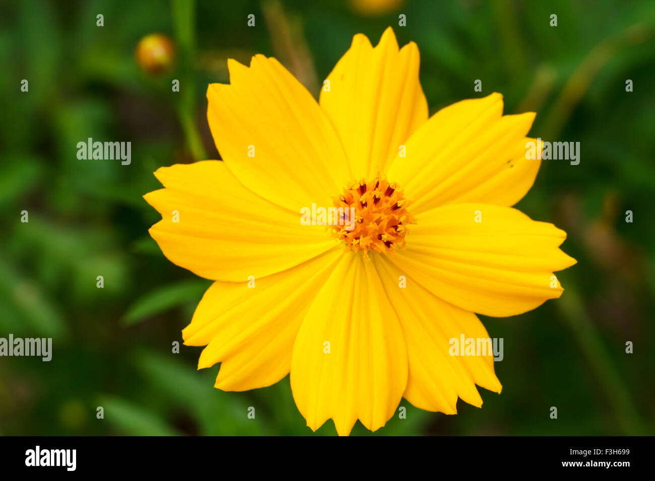 Yellow Cosmos flower Stock Photo - Alamy